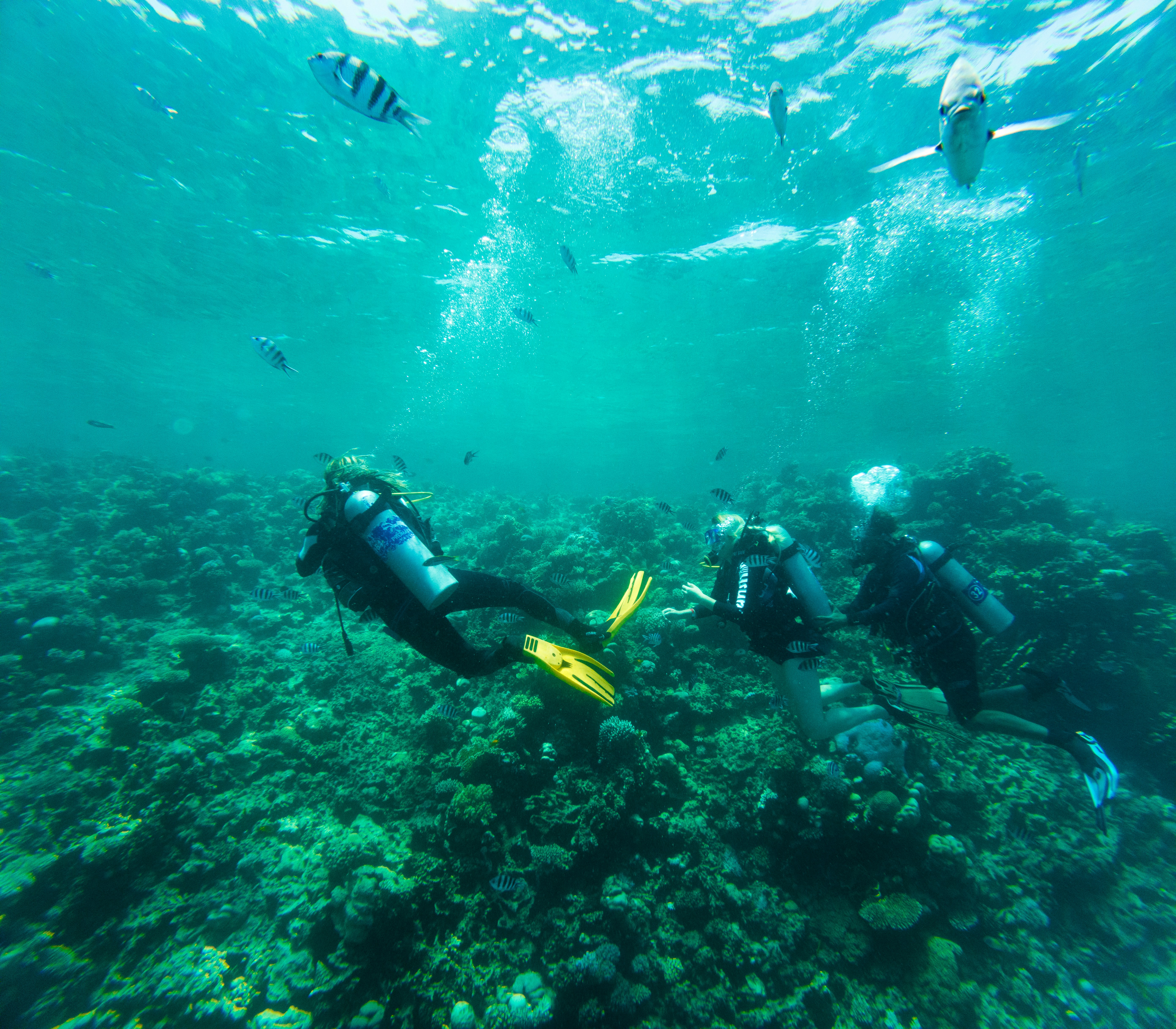 Scuba divers navigating a vibrant coral reef with tropical fish swimming around them.