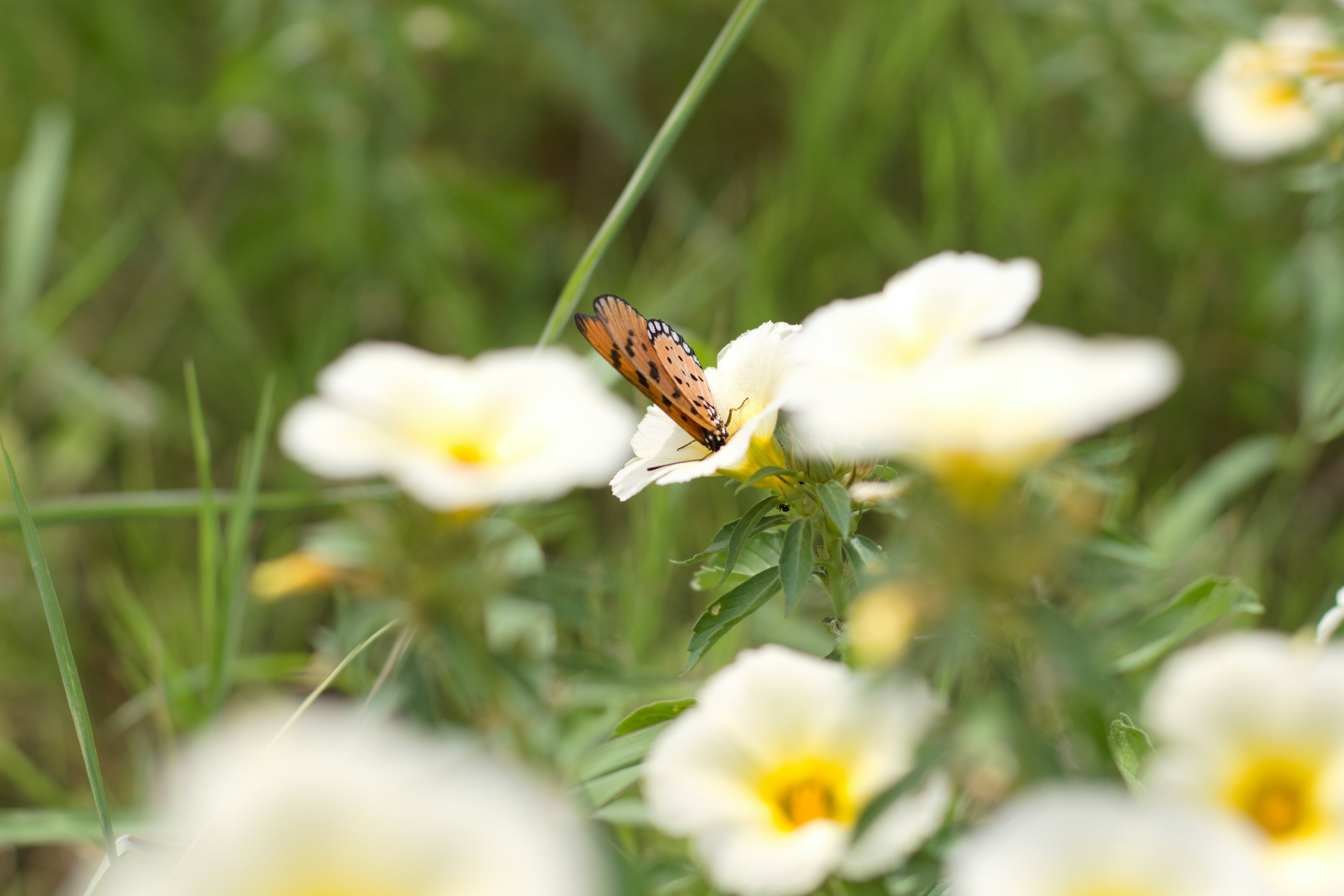 Whispering Wings Among Petals