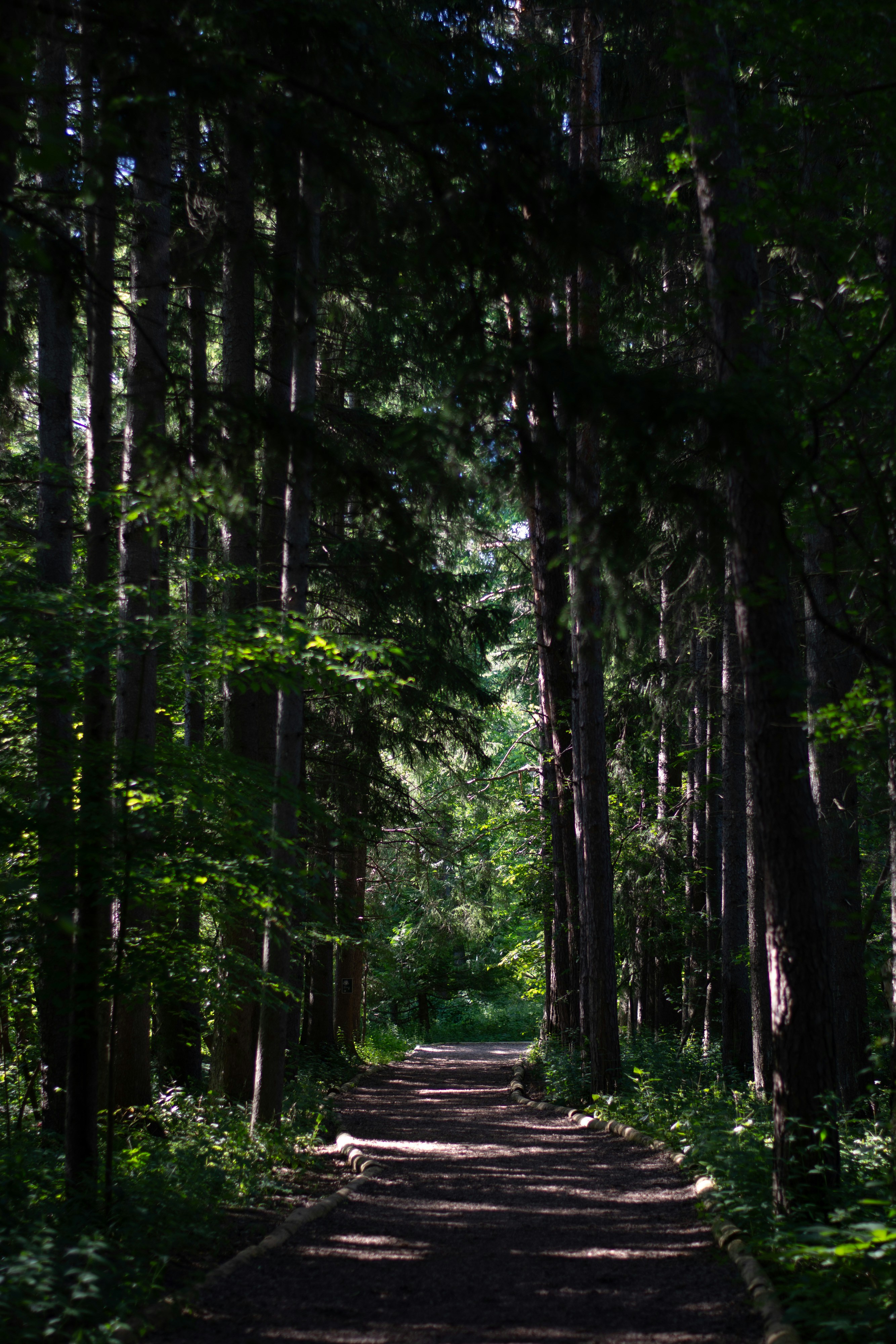 A path in the middle of a forest with lots of trees photo – Free ...
