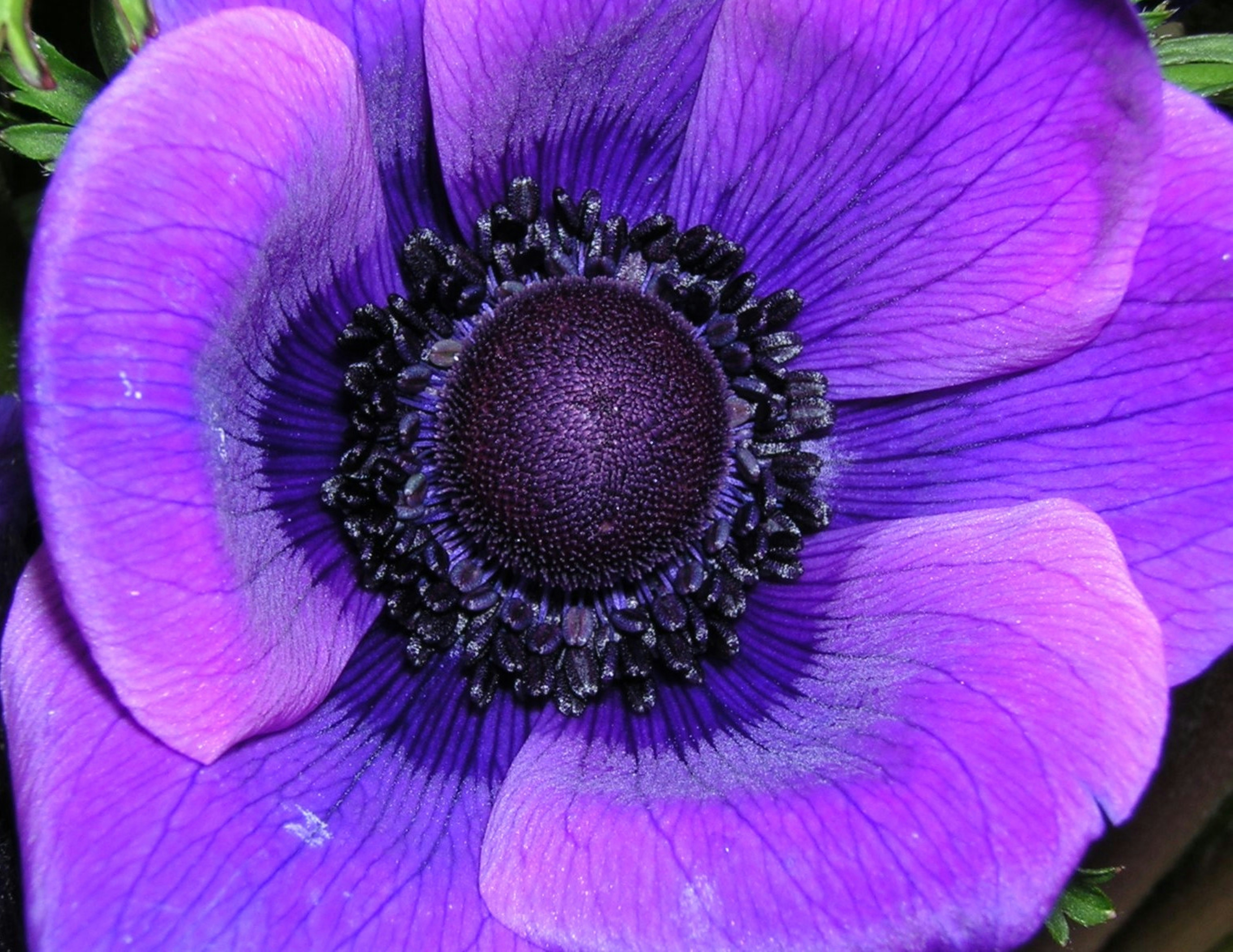 750+ Purple Pictures [HD] | Download Free Images on Unsplash