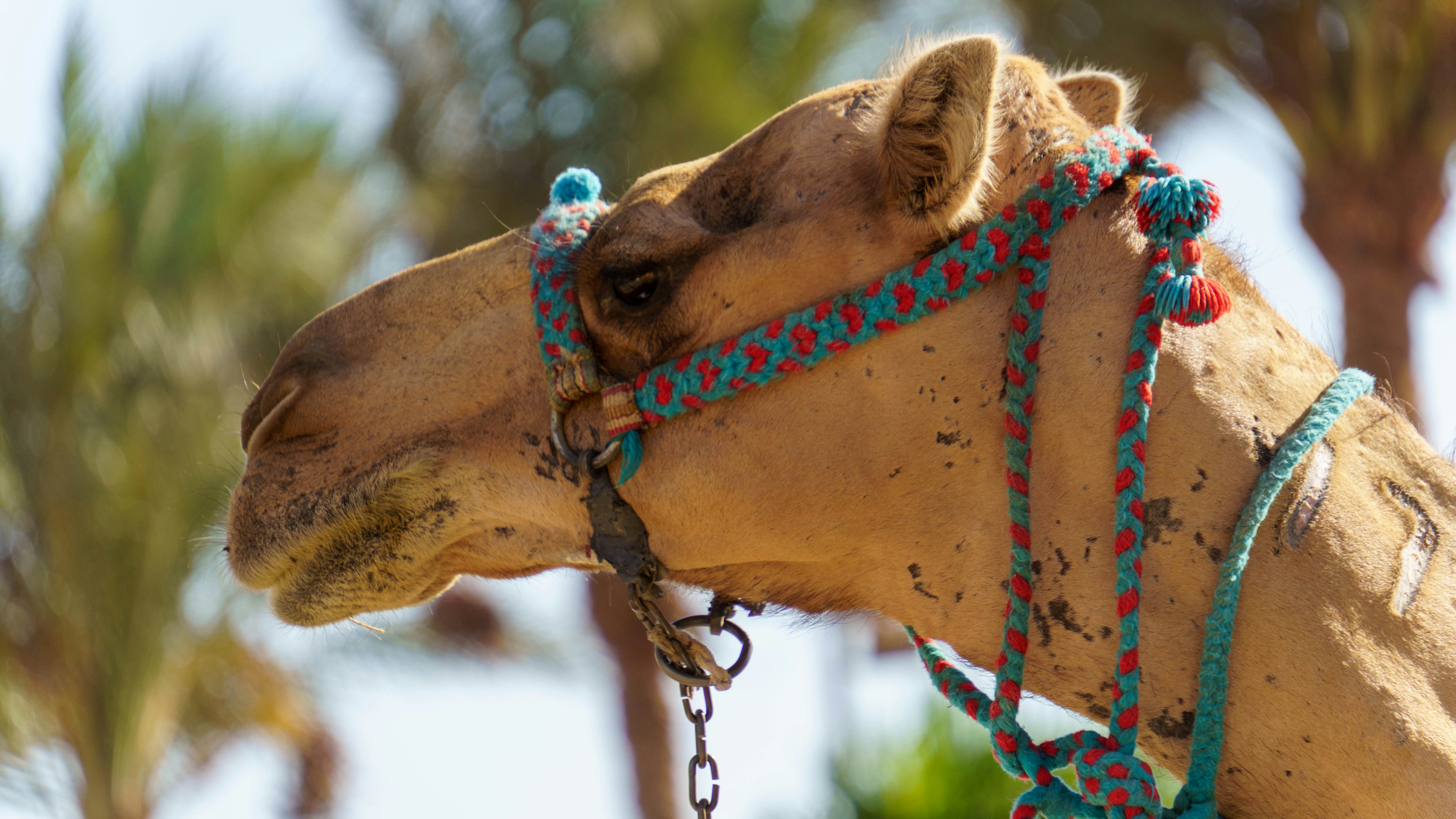 Desert Majesty: Portrait of a Camel
