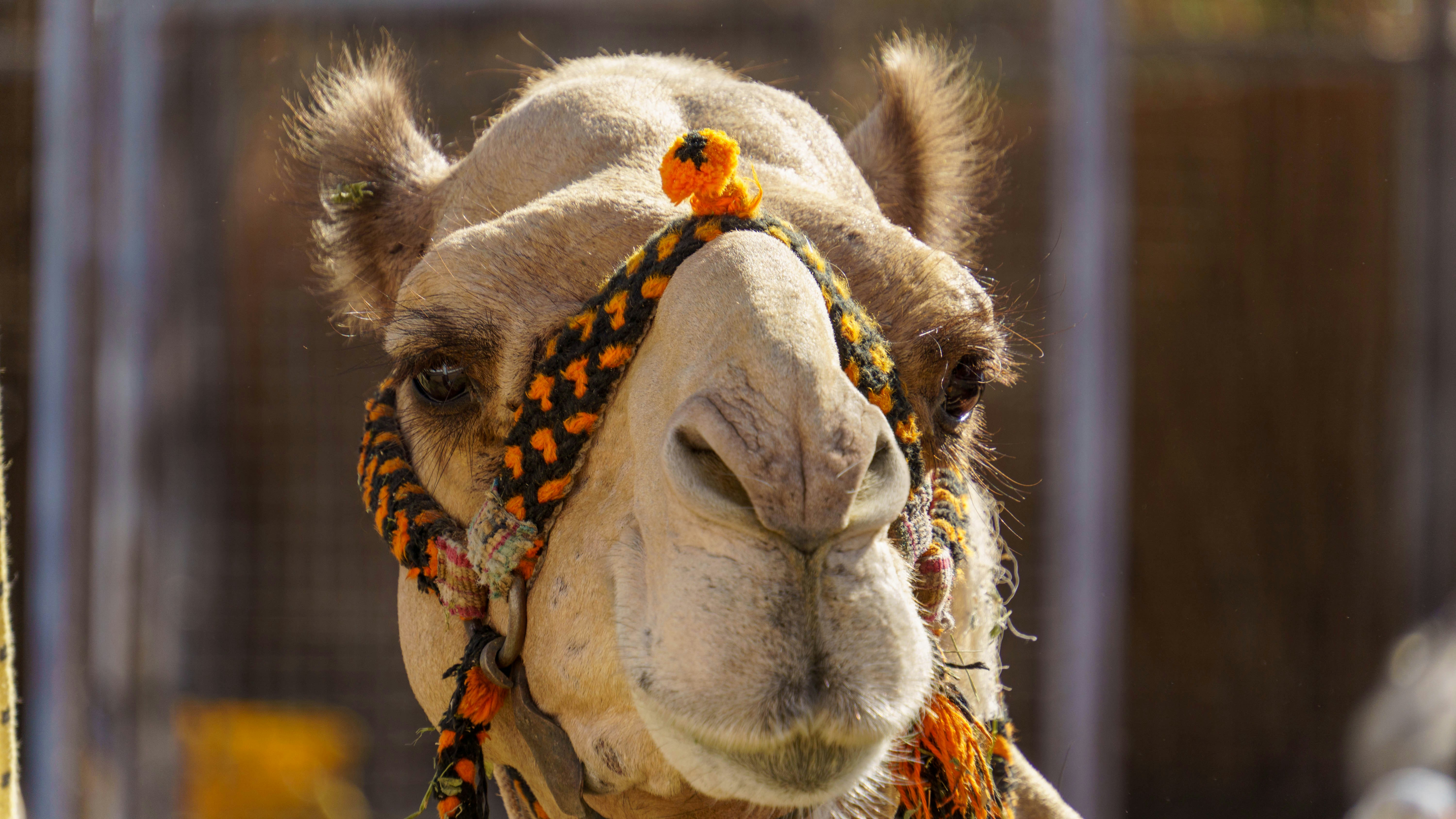 Un primer plano de un camello con un tocado foto – Imagen de Bahía de ...