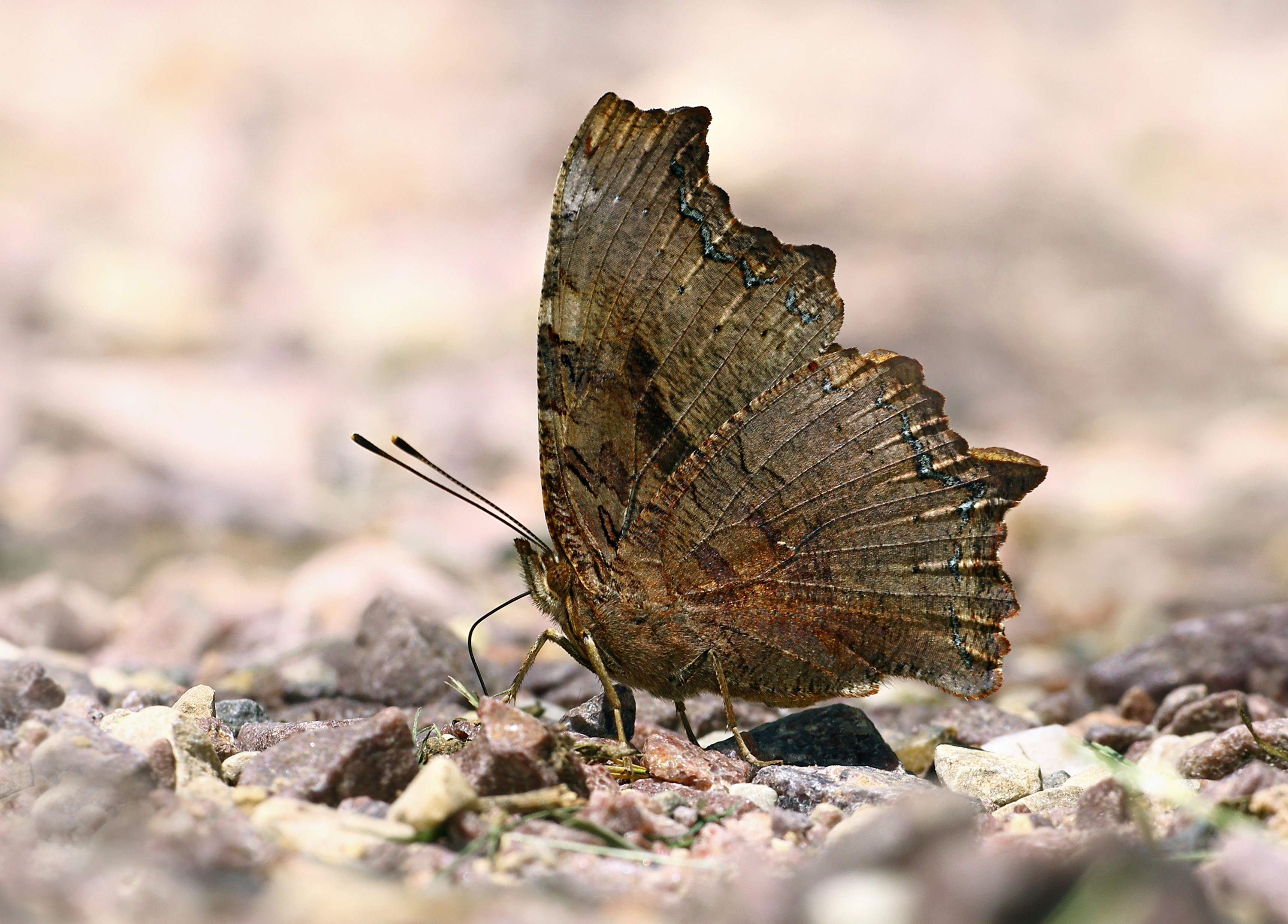 Whispering Wings on Gravel: A Brown Butterfly's Ground-Level Pause