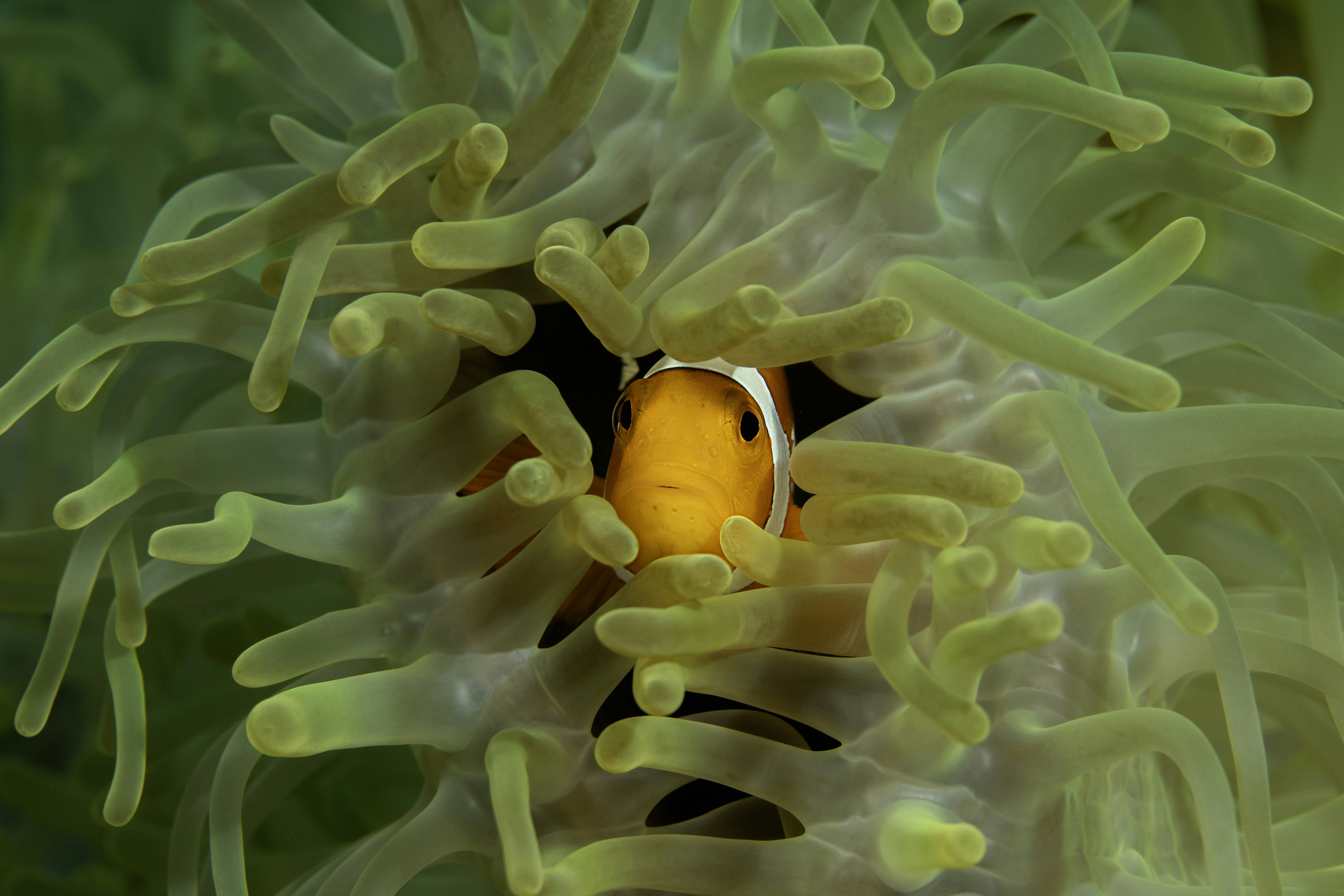 A clown fish hiding in a sea anemone photo – Free Bohol island Image on ...