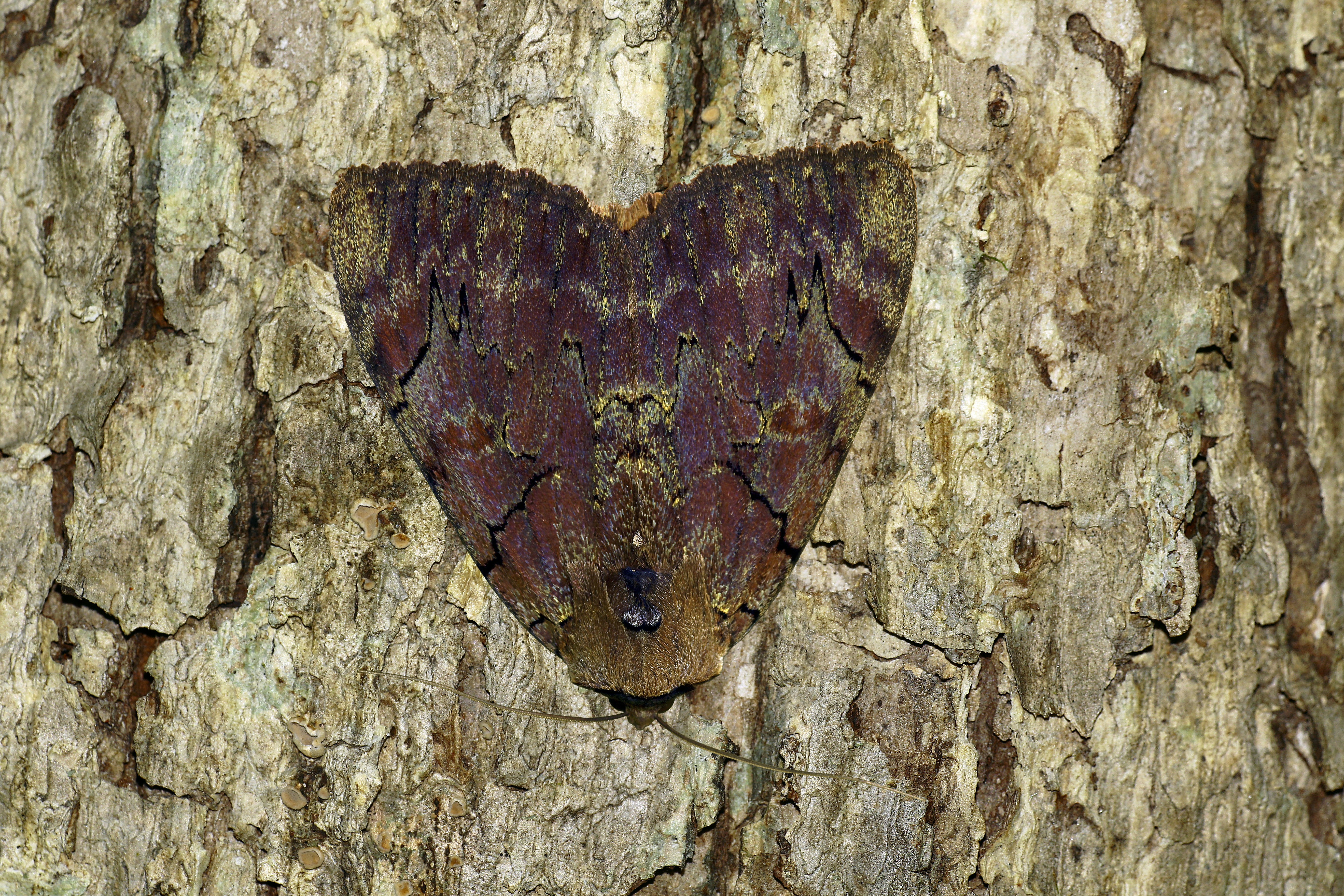Bark Cloaked Monarch: A Close‑up of a Moth on Tree Texture
