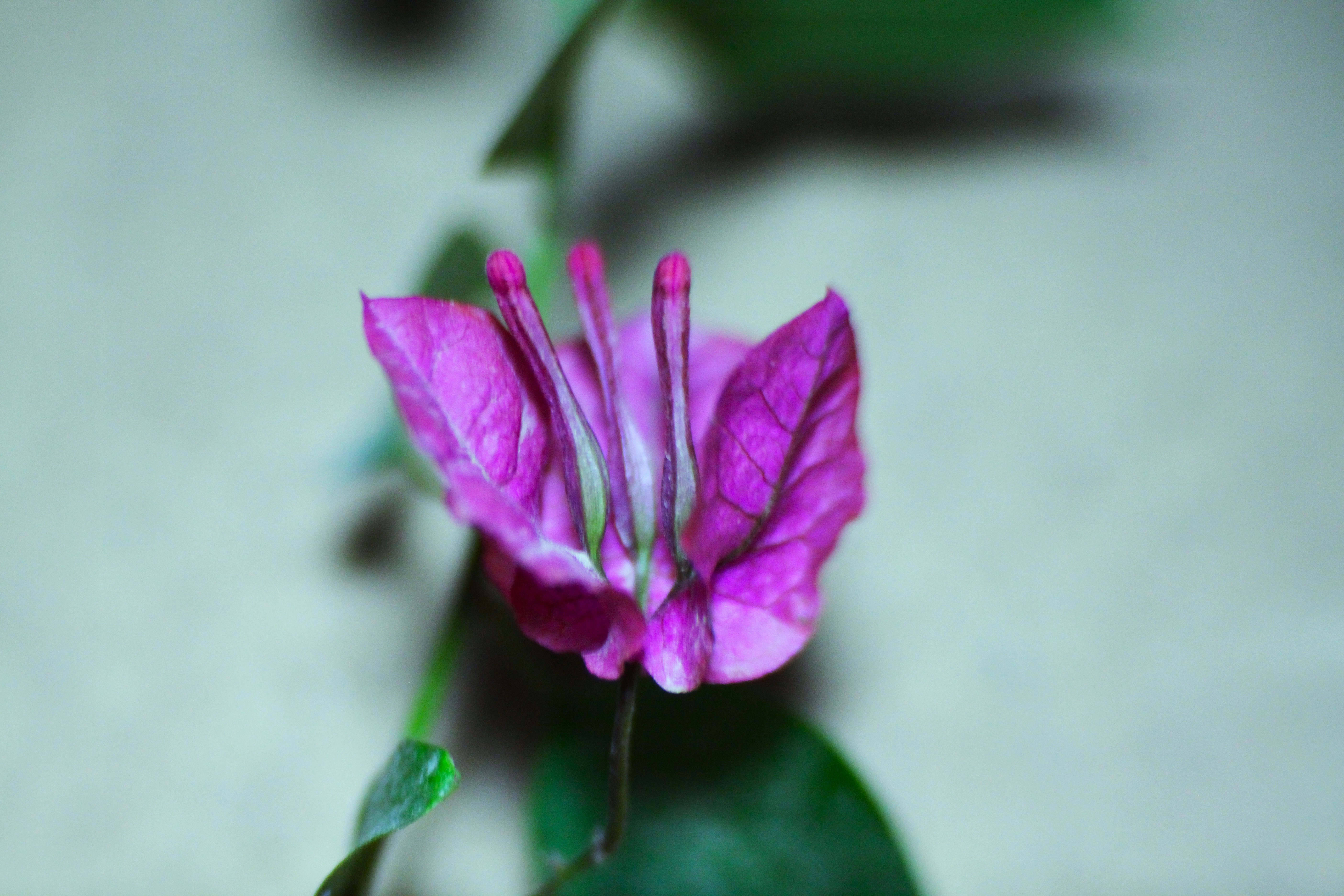 Purple flower with green leaves softly blurred in the background.