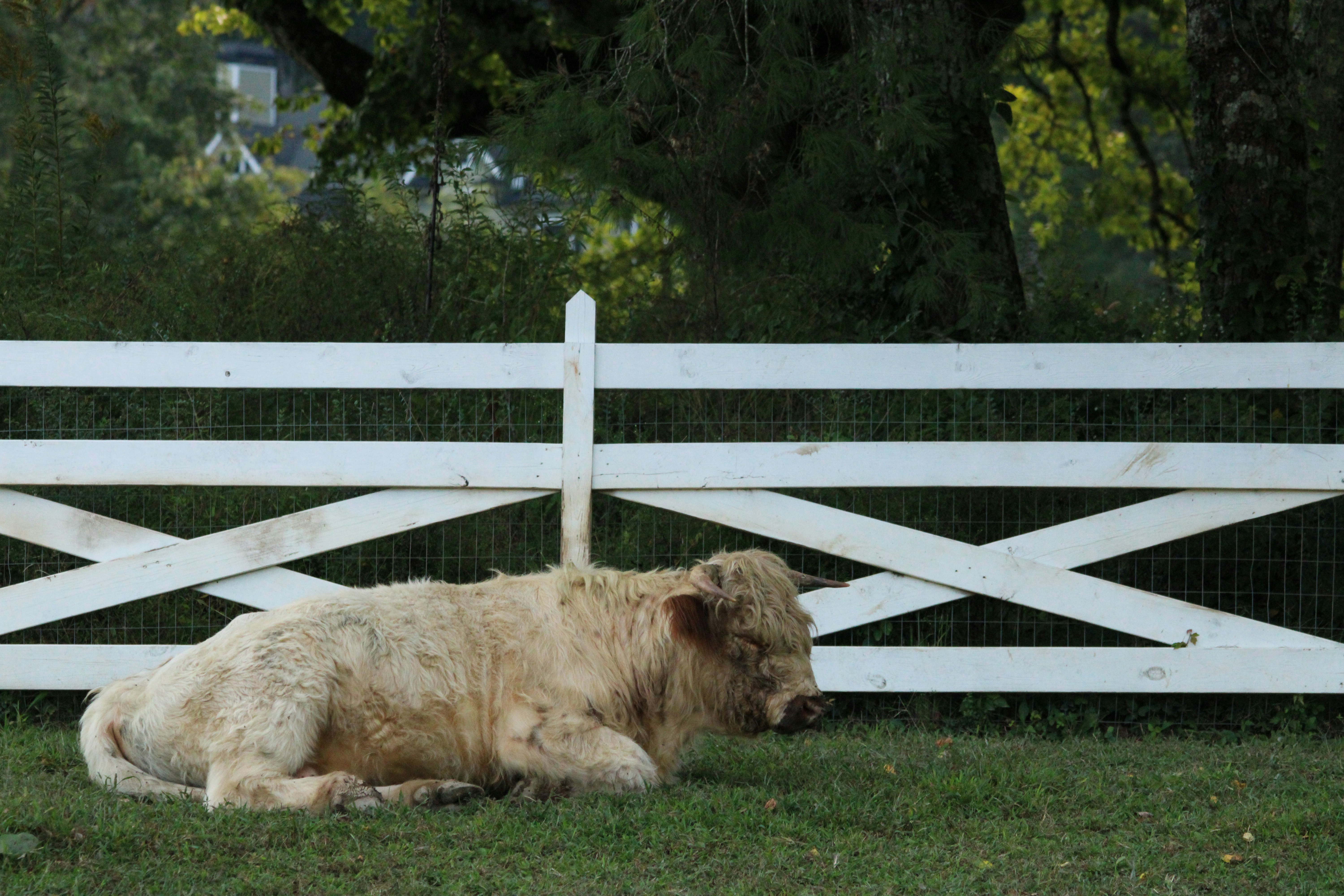 Cream-coated guardian at the white gate: a quiet yard portrait