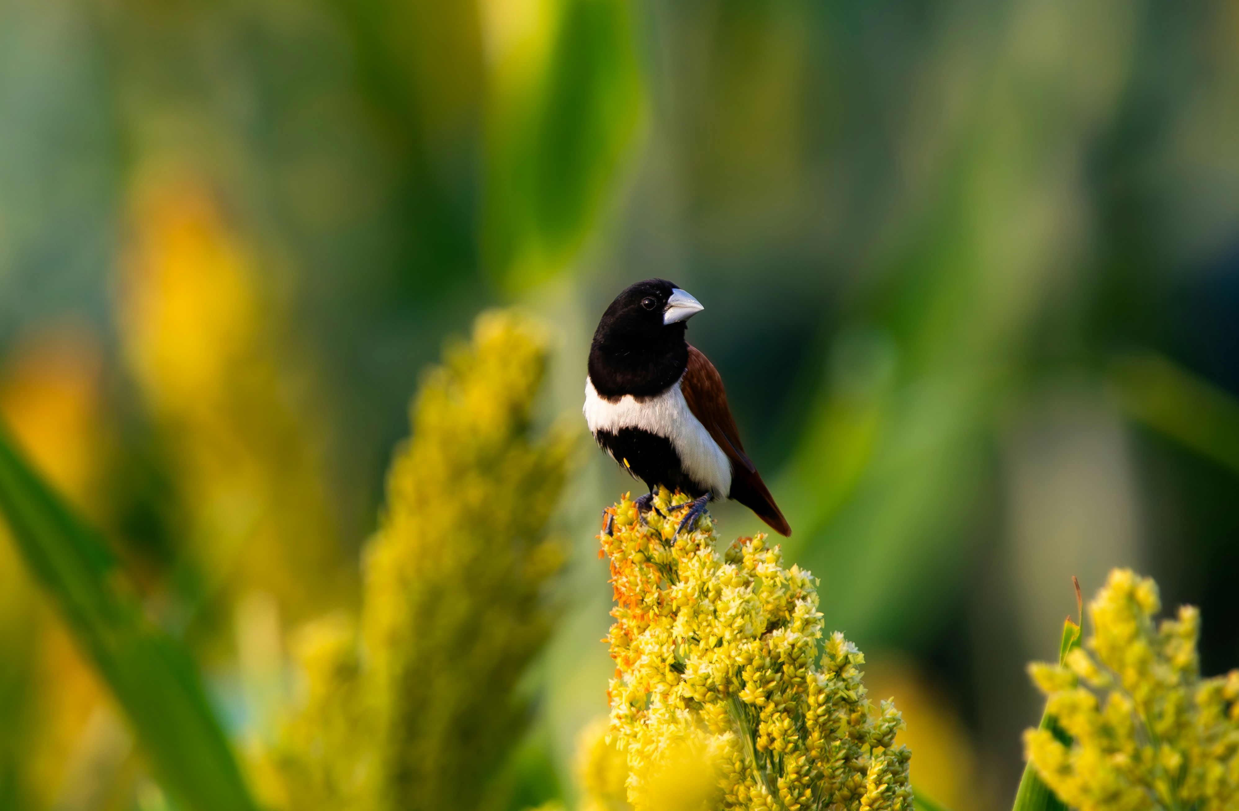 Perched on a Golden Spike: A small bird amid sunlit blooms