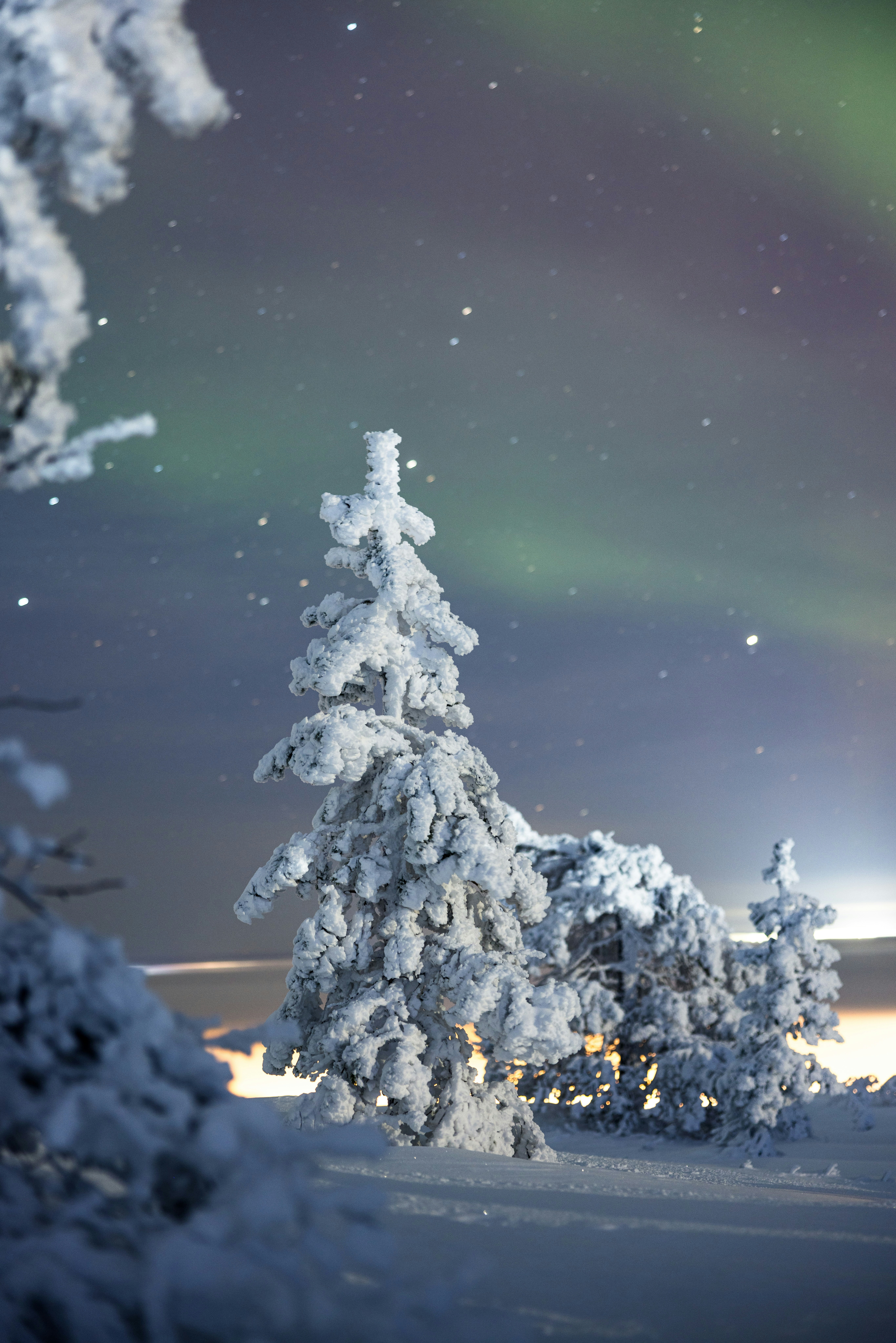 Frost-covered pine trees under a vibrant aurora borealis, casting a magical light across the snowy landscape.