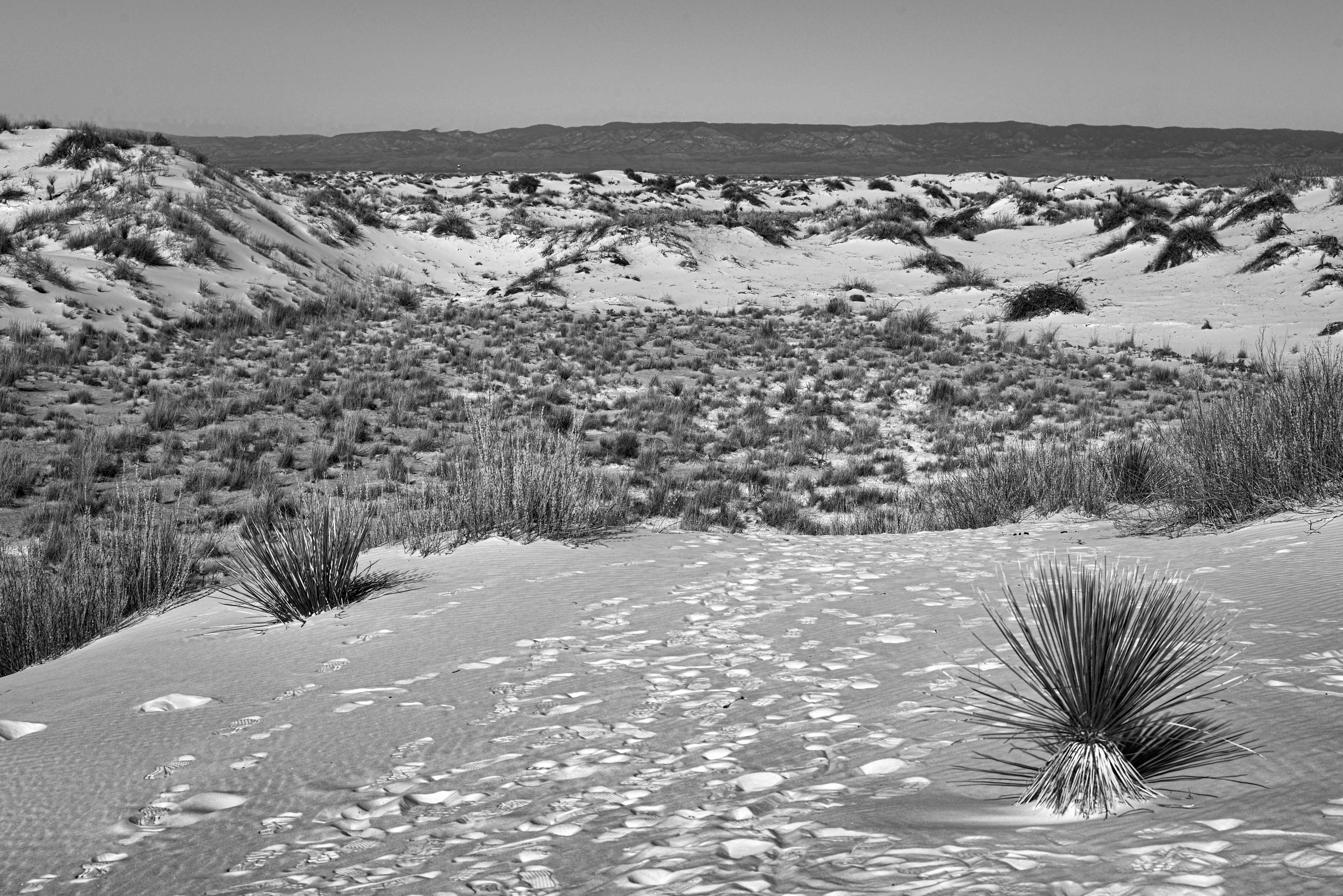 Snow on Sand: A Lone Yucca Marks the Quiet Edge of a Monochrome Dune