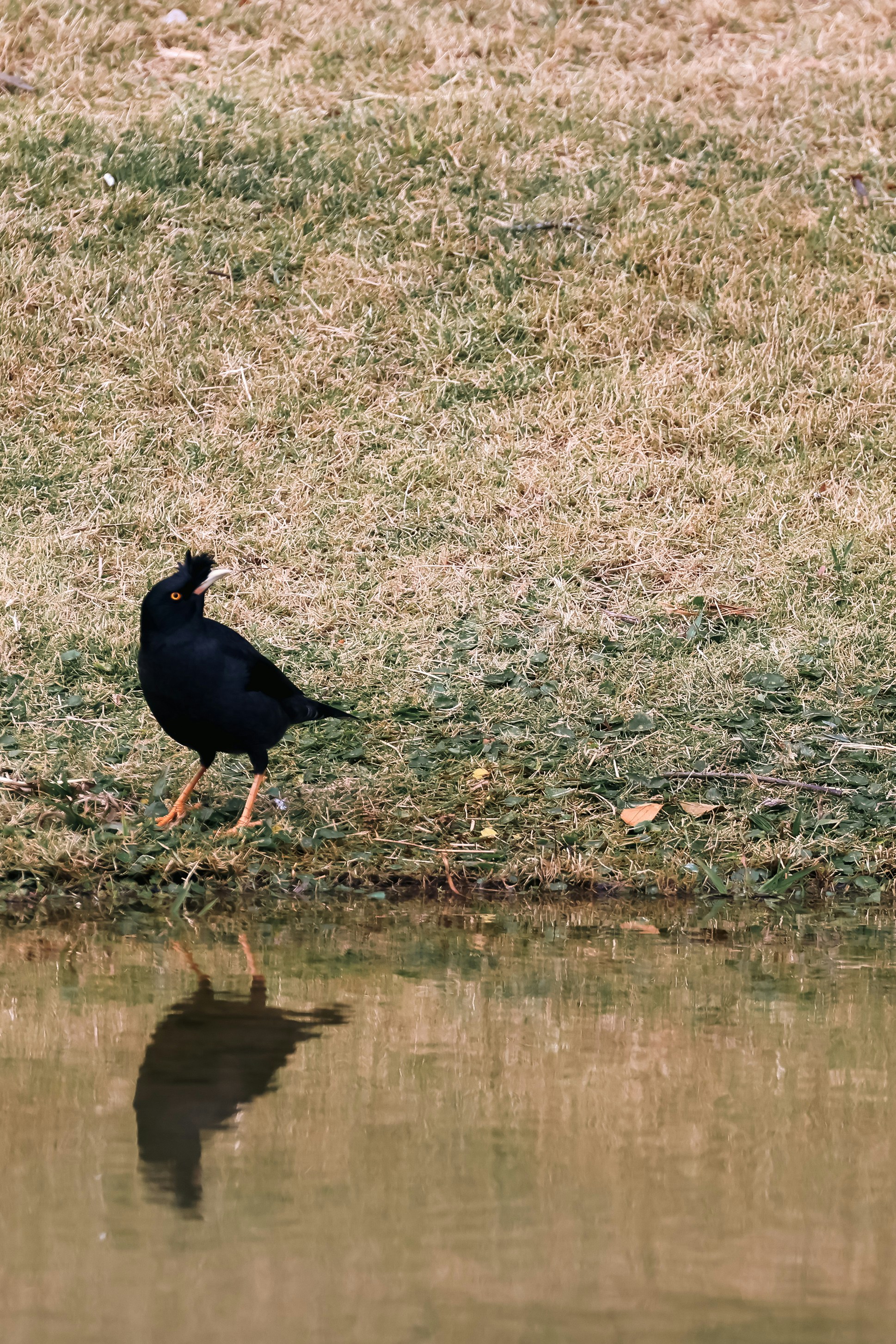 Blackbird at the Water’s Edge: Quiet Moment on the Riverbank