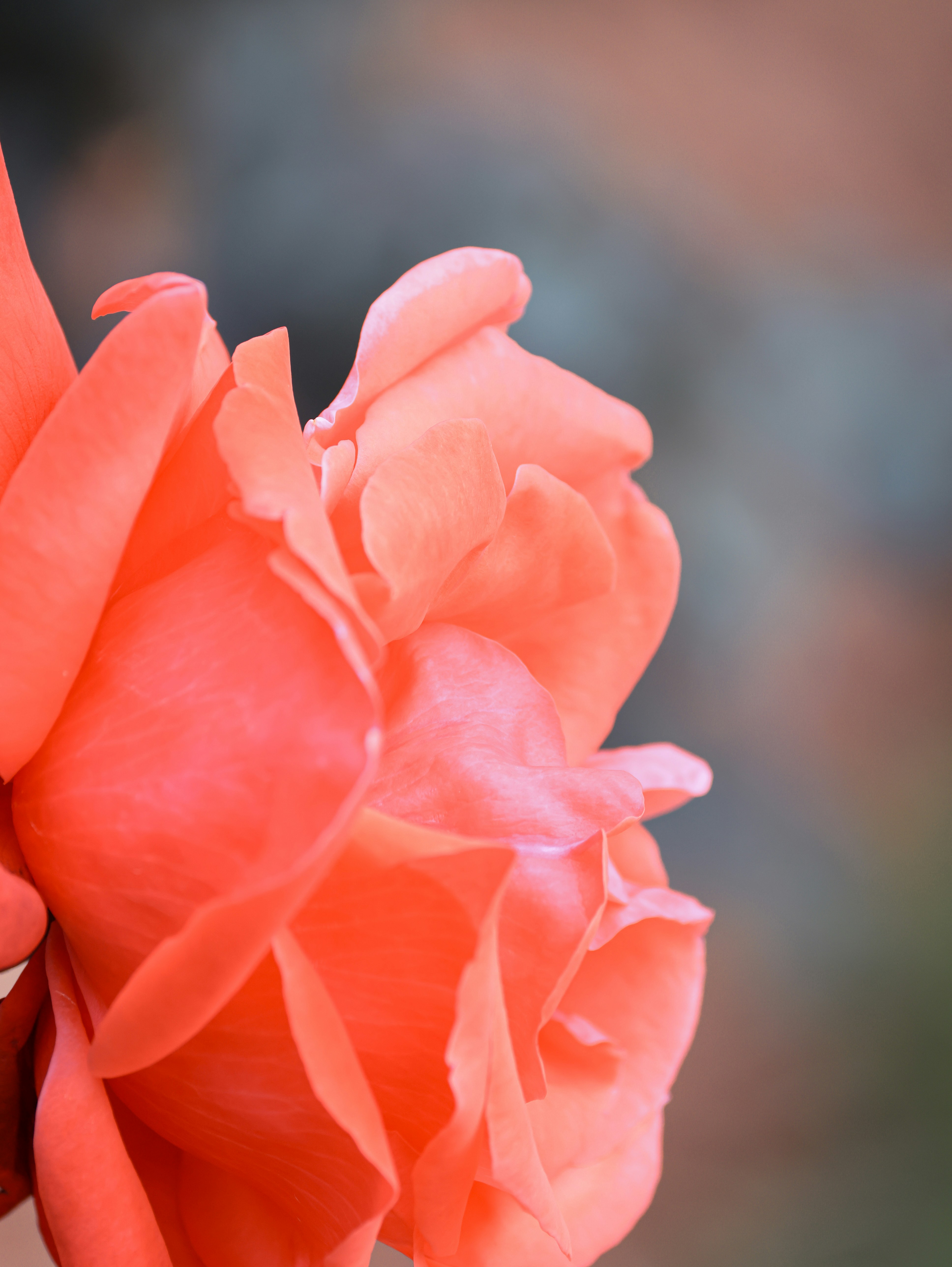 Close-up of Coral Petals: A Rose in Soft Focus