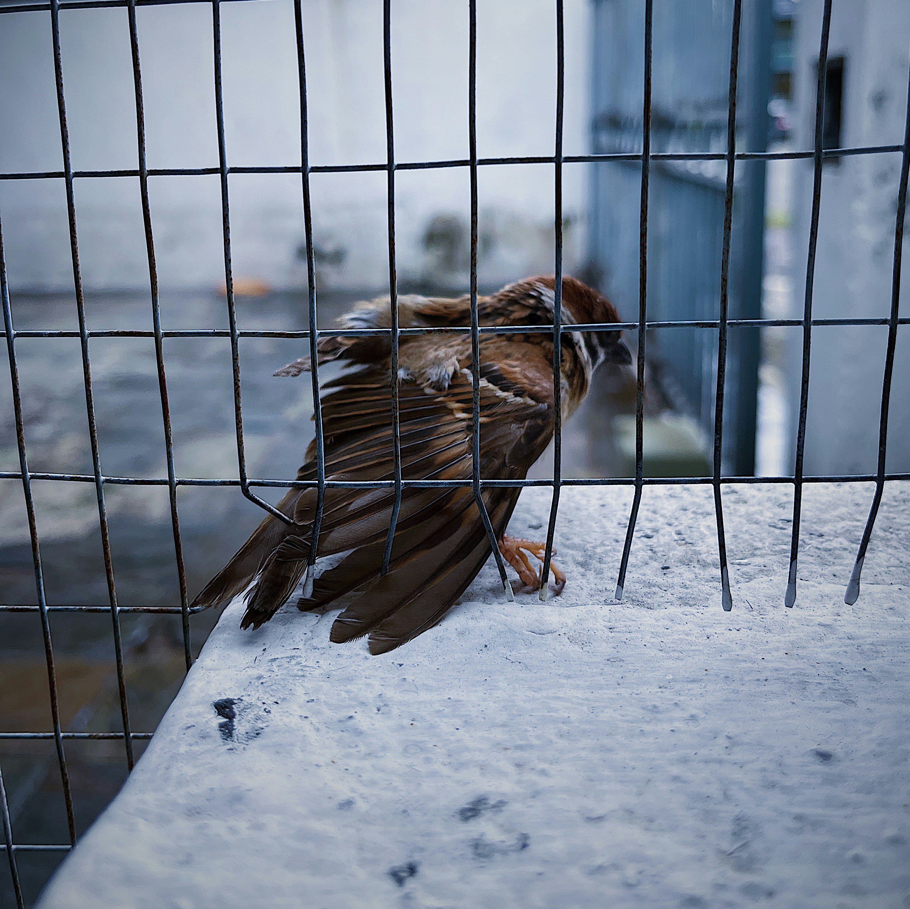A Snow-Dusted Sparrow Framed by Cold Metal