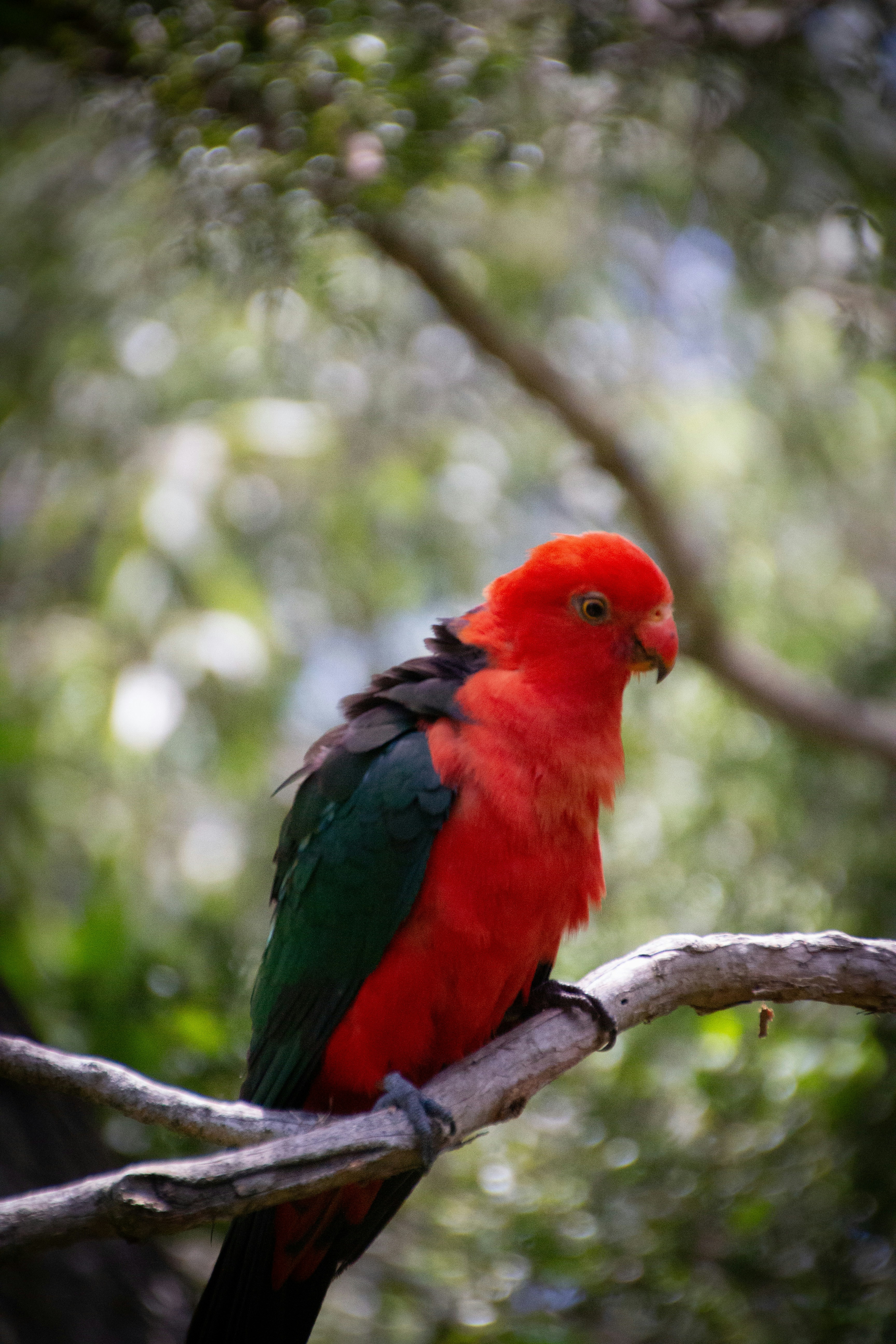 A red and green bird sitting on a tree branch photo – Free Animal Image ...