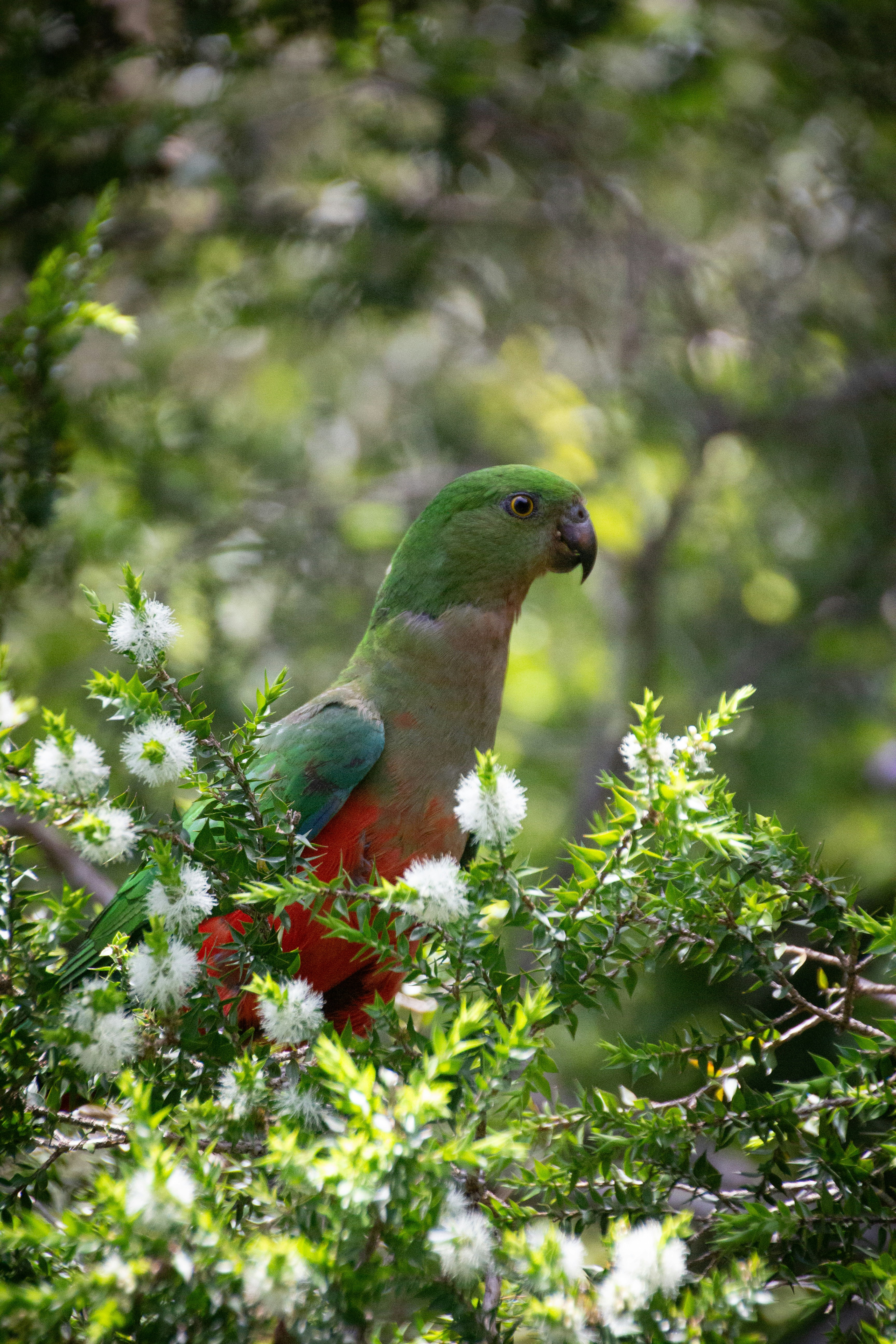 Emerald Parrot Among Cotton-Soft Blossoms in Dappled Forest Light