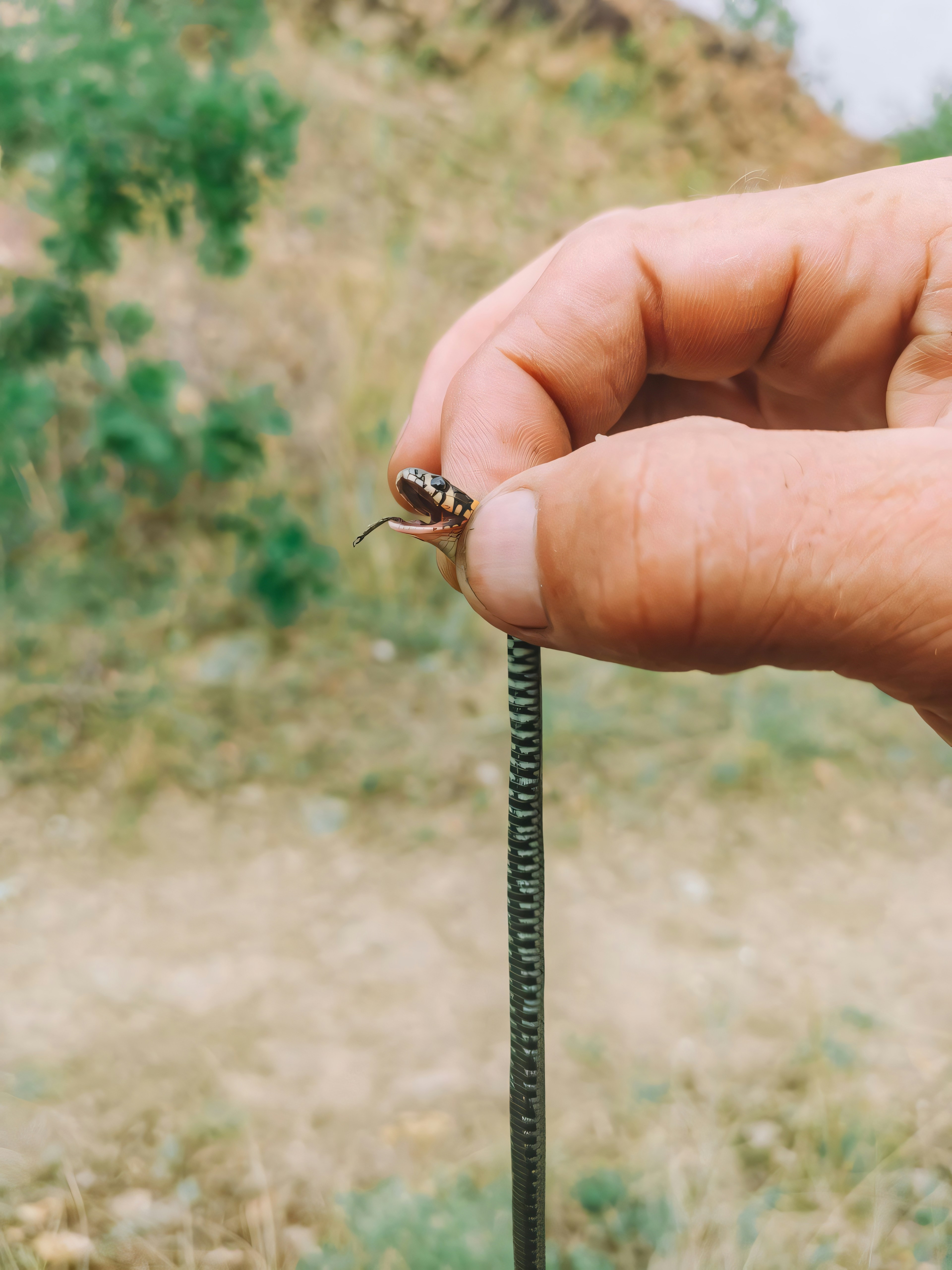 Una persona que sostiene un pequeño insecto en la mano foto – Imagen de ...