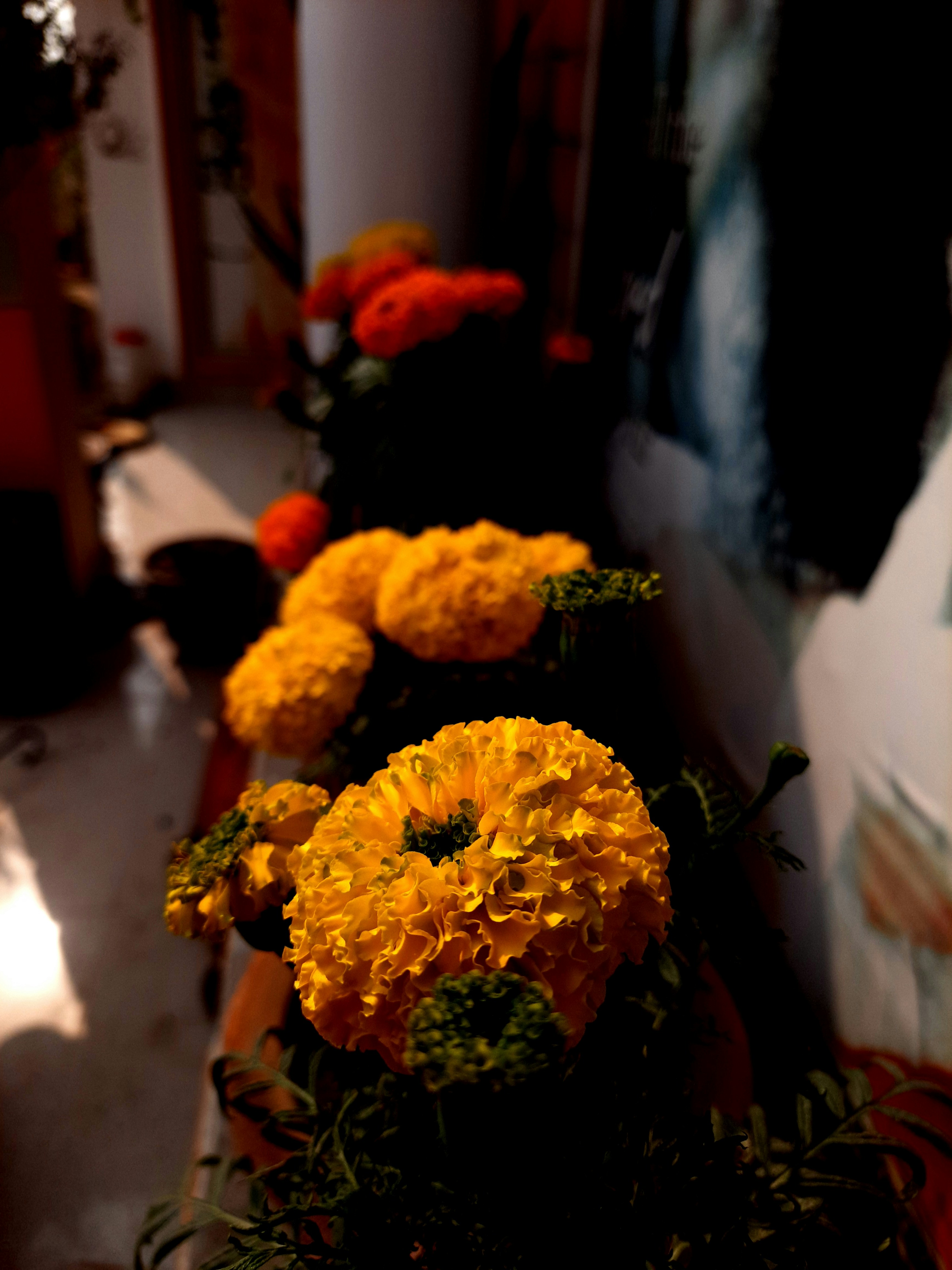 Amber Marigolds: a Quiet Corridor of Warm Light