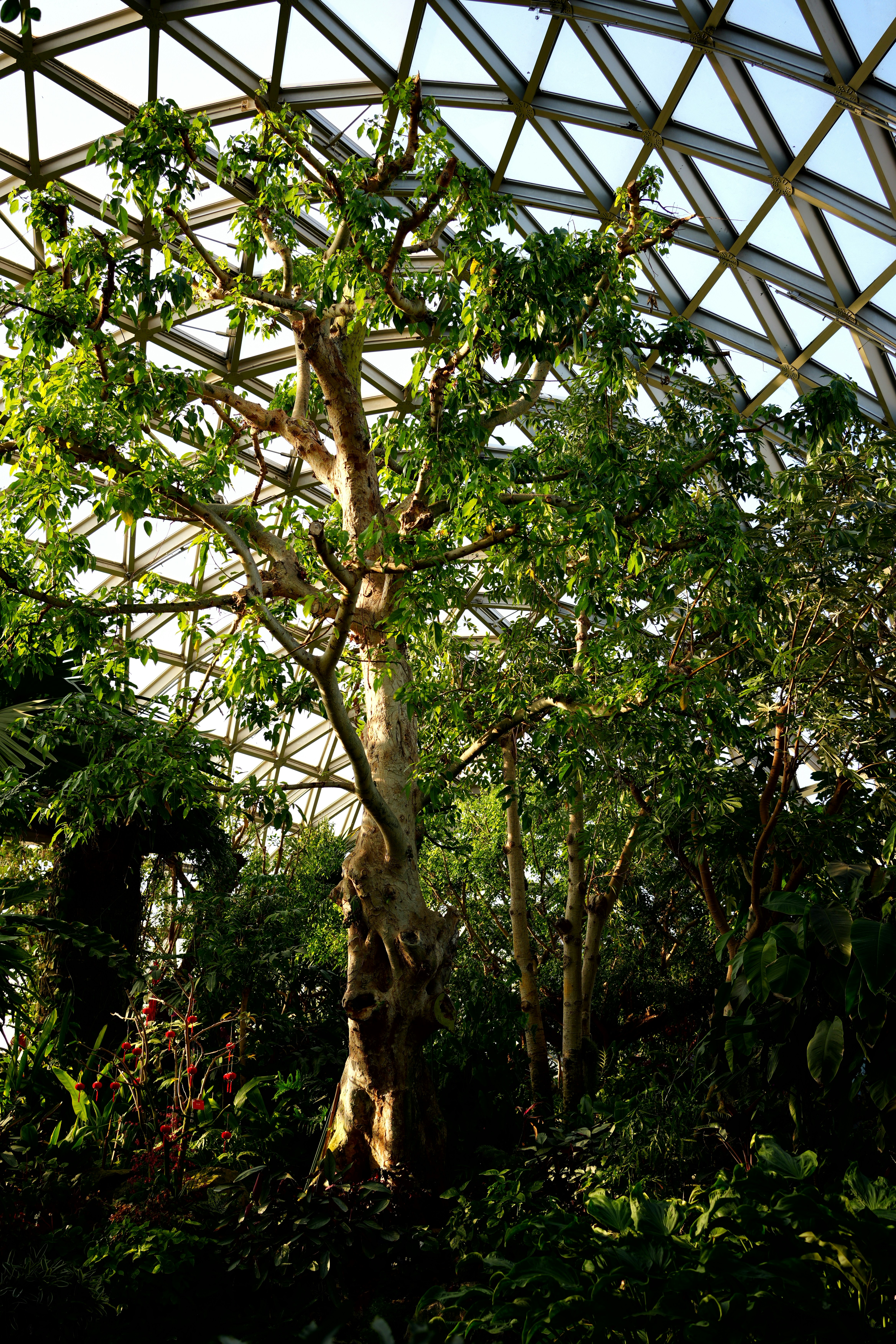 The Green Cathedral: A Tree Flourish Under a Geometric Glass Roof
