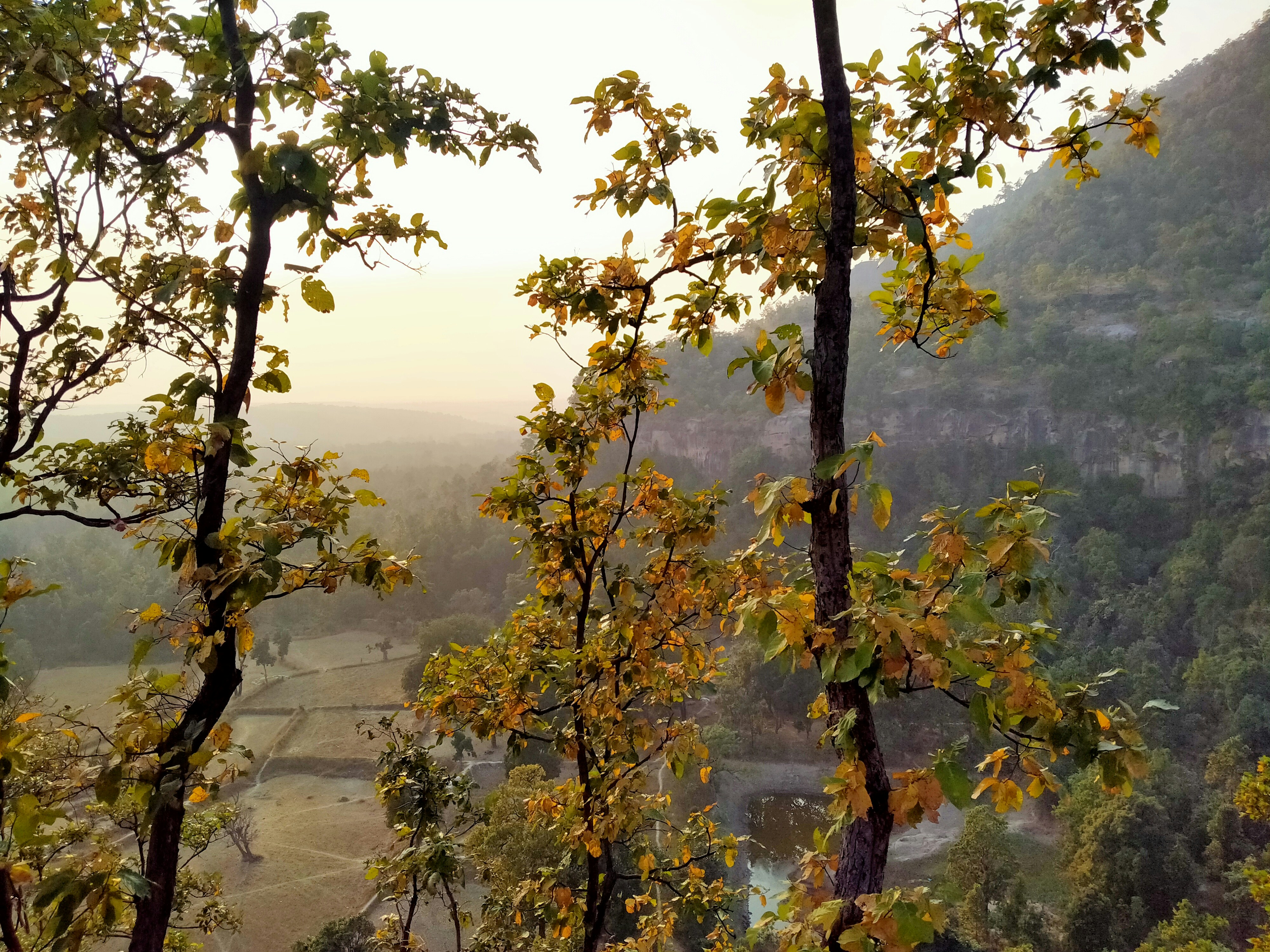 Sunset view through tree branches with golden leaves overlooking a distant valley and hills.