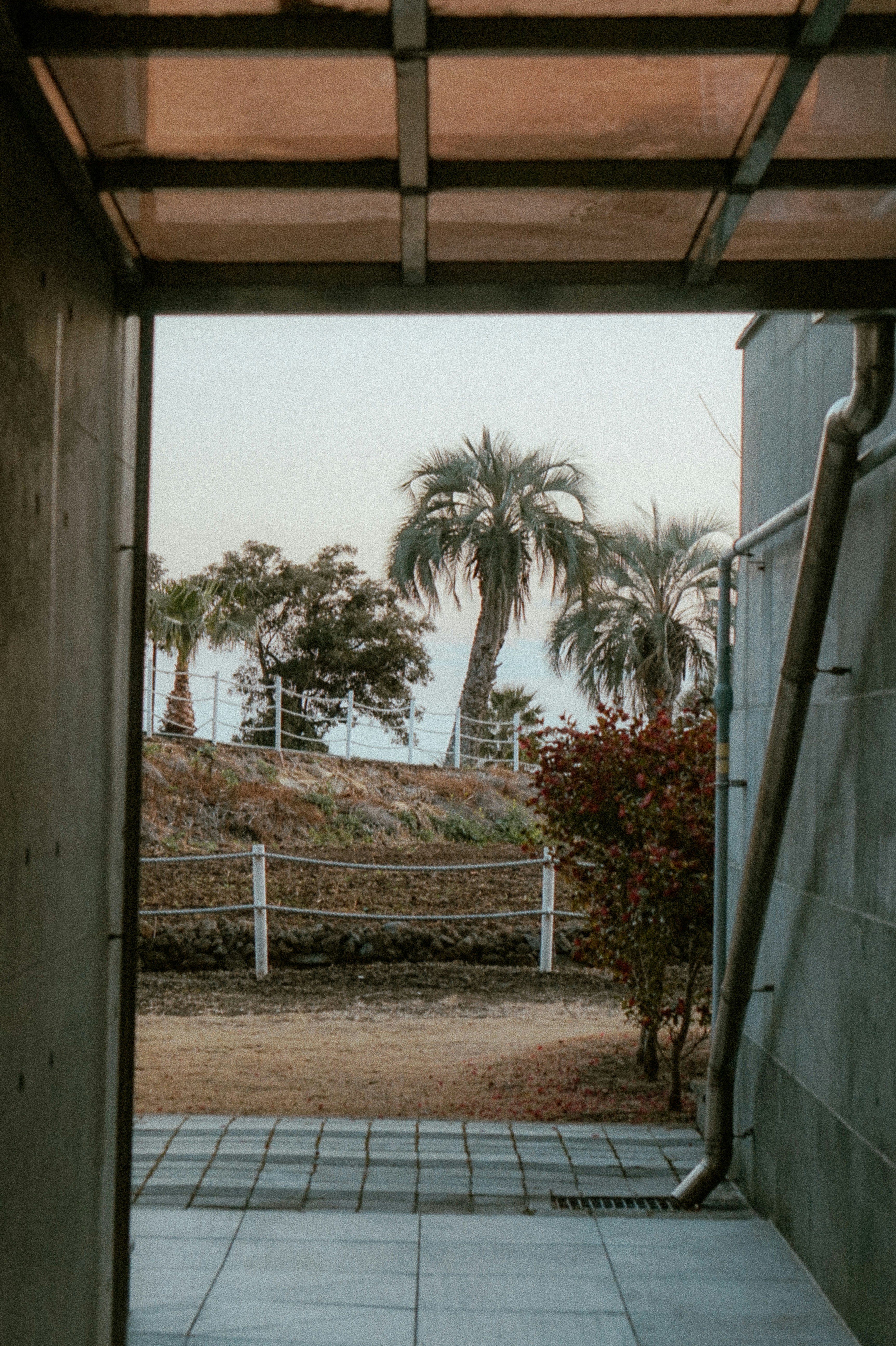 Concrete corridor leading to a view of palm trees and distant ocean under a soft sky.