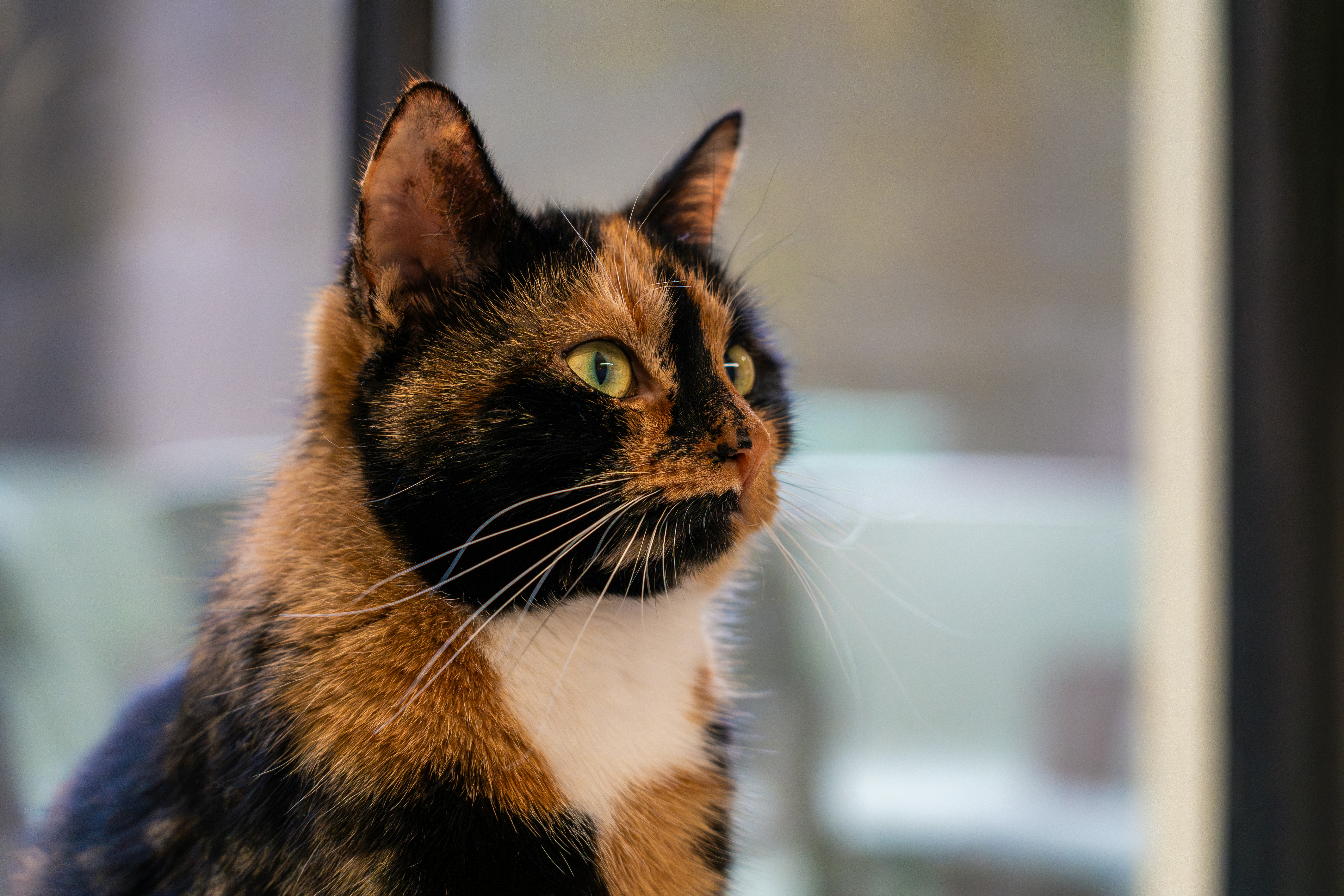 A calico cat sitting in front of a window photo – Free Utrecht Image on ...