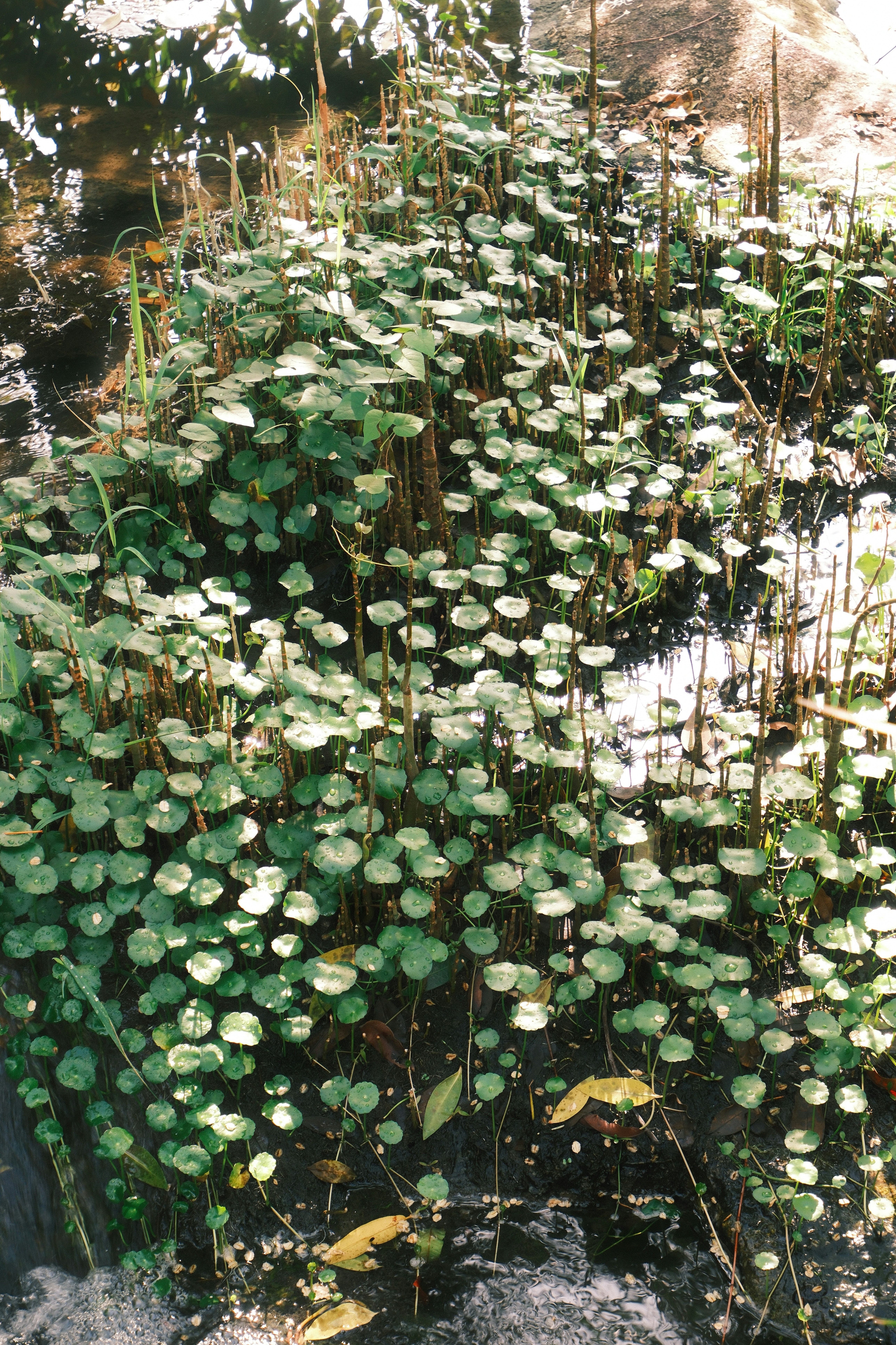 Pennywort Verge: a sunlit tapestry along the stream edge