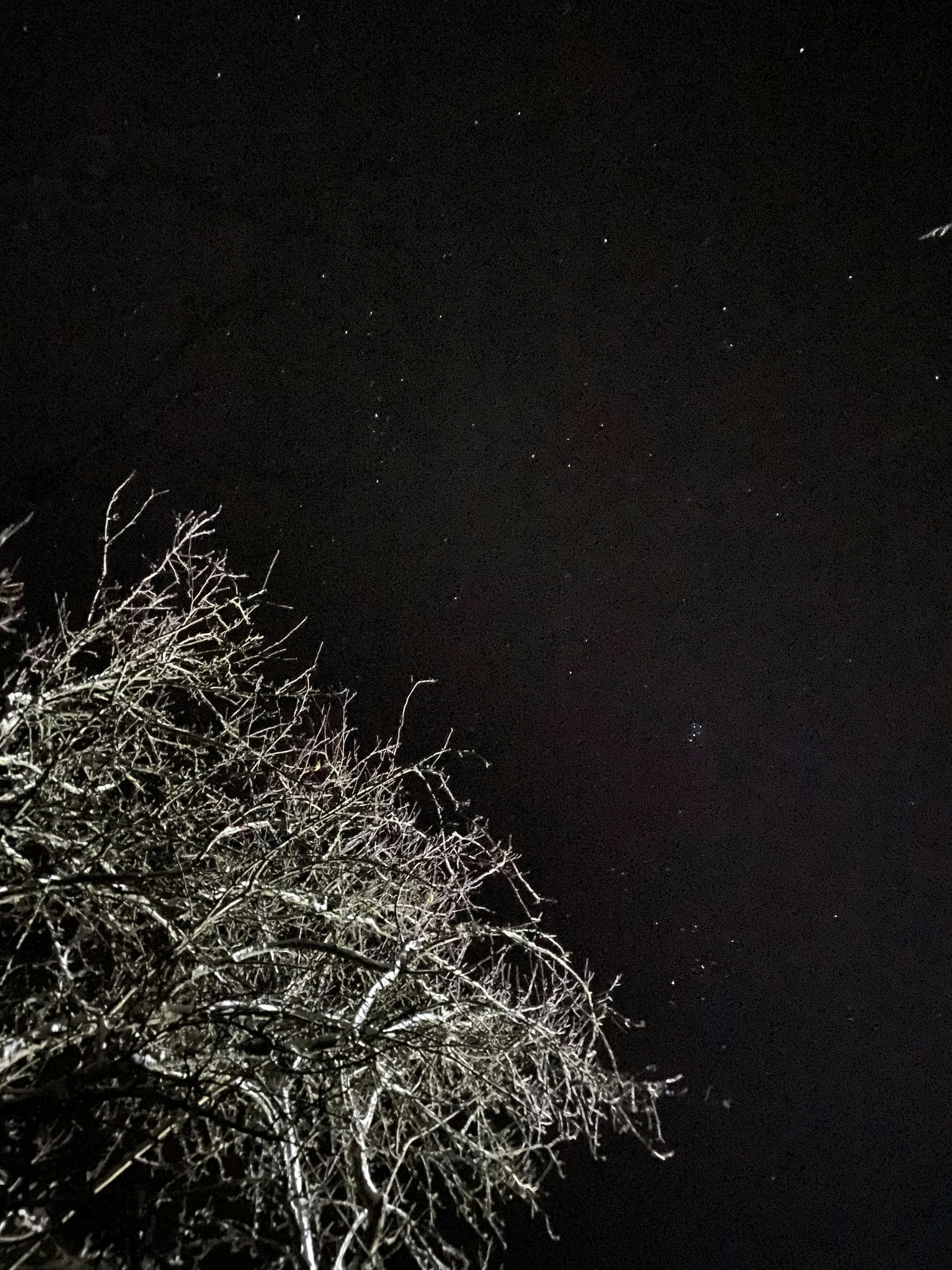 Night Sky Above Winter Branches