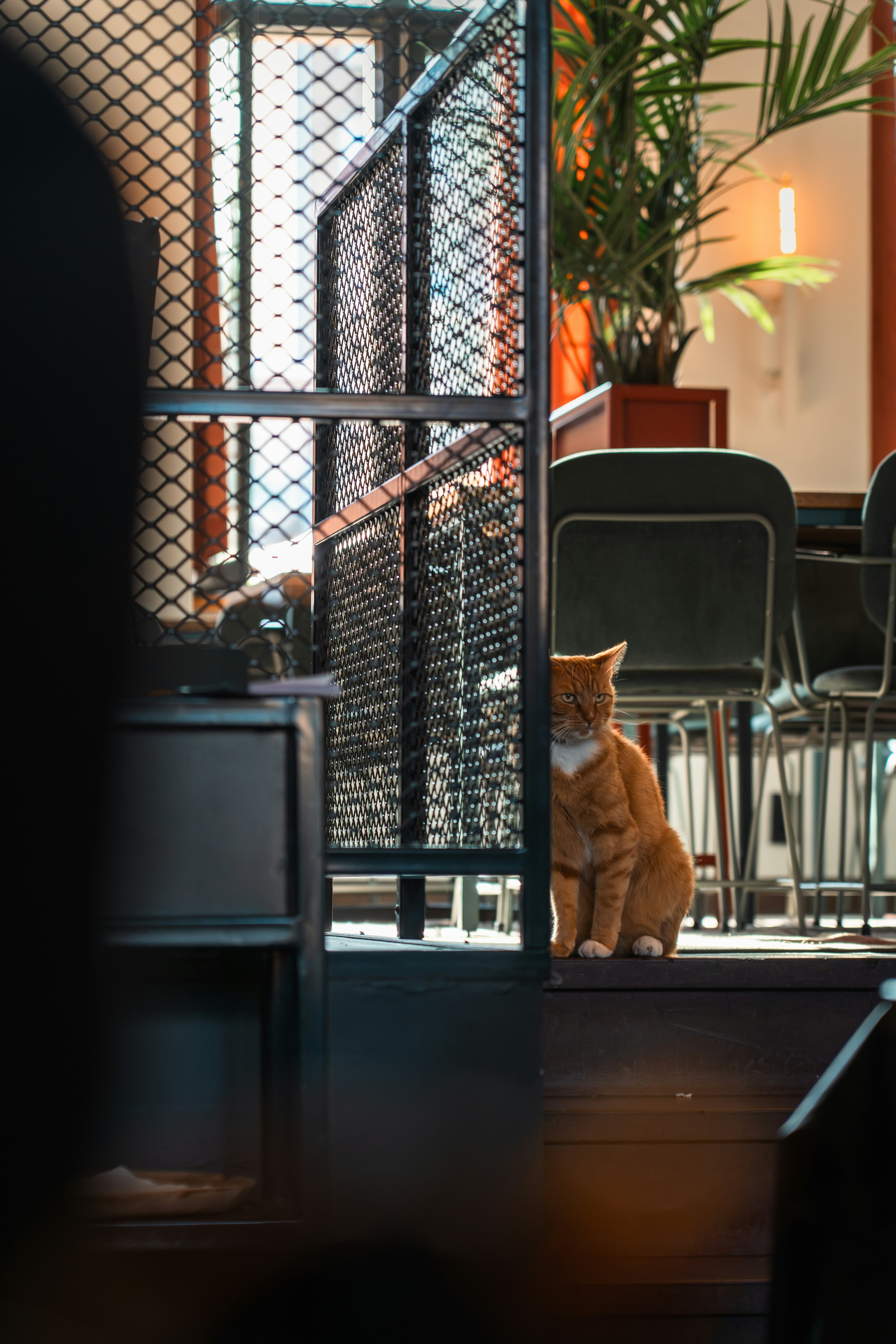 Sunlit Ginger: A Quiet Moment by the Café Gate