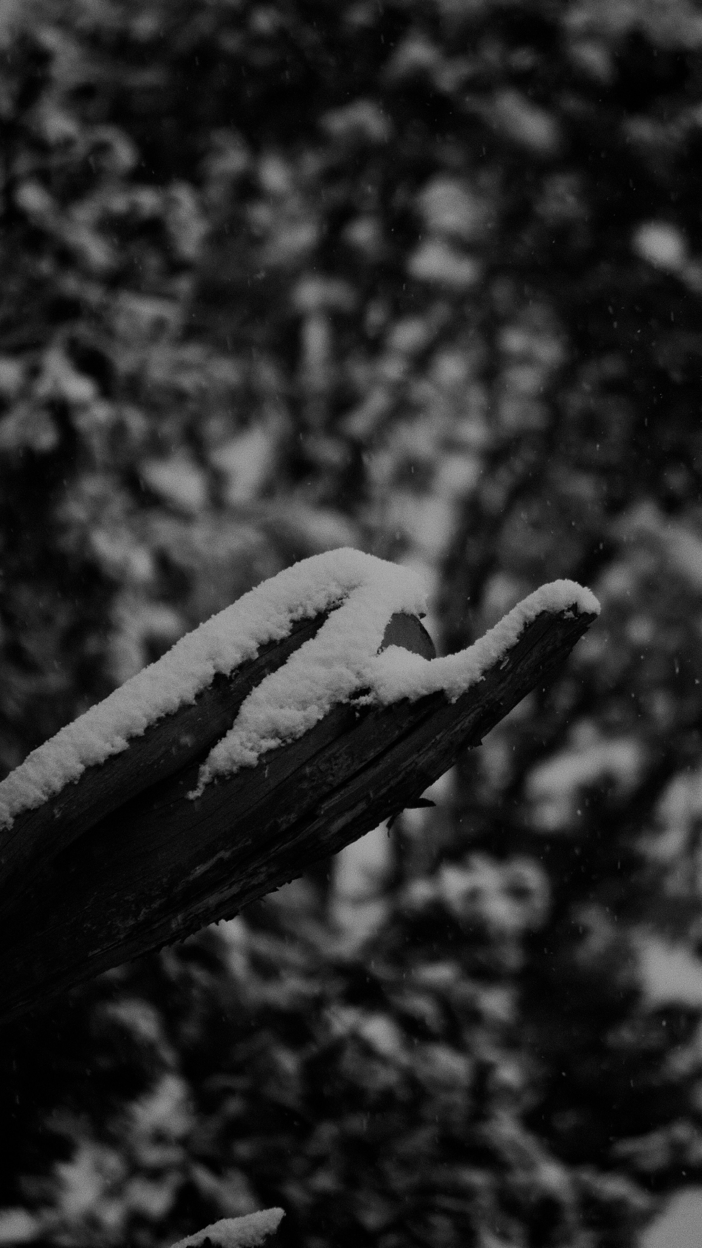 Snow-Crowned Twig Against a Velvet Winter Blur