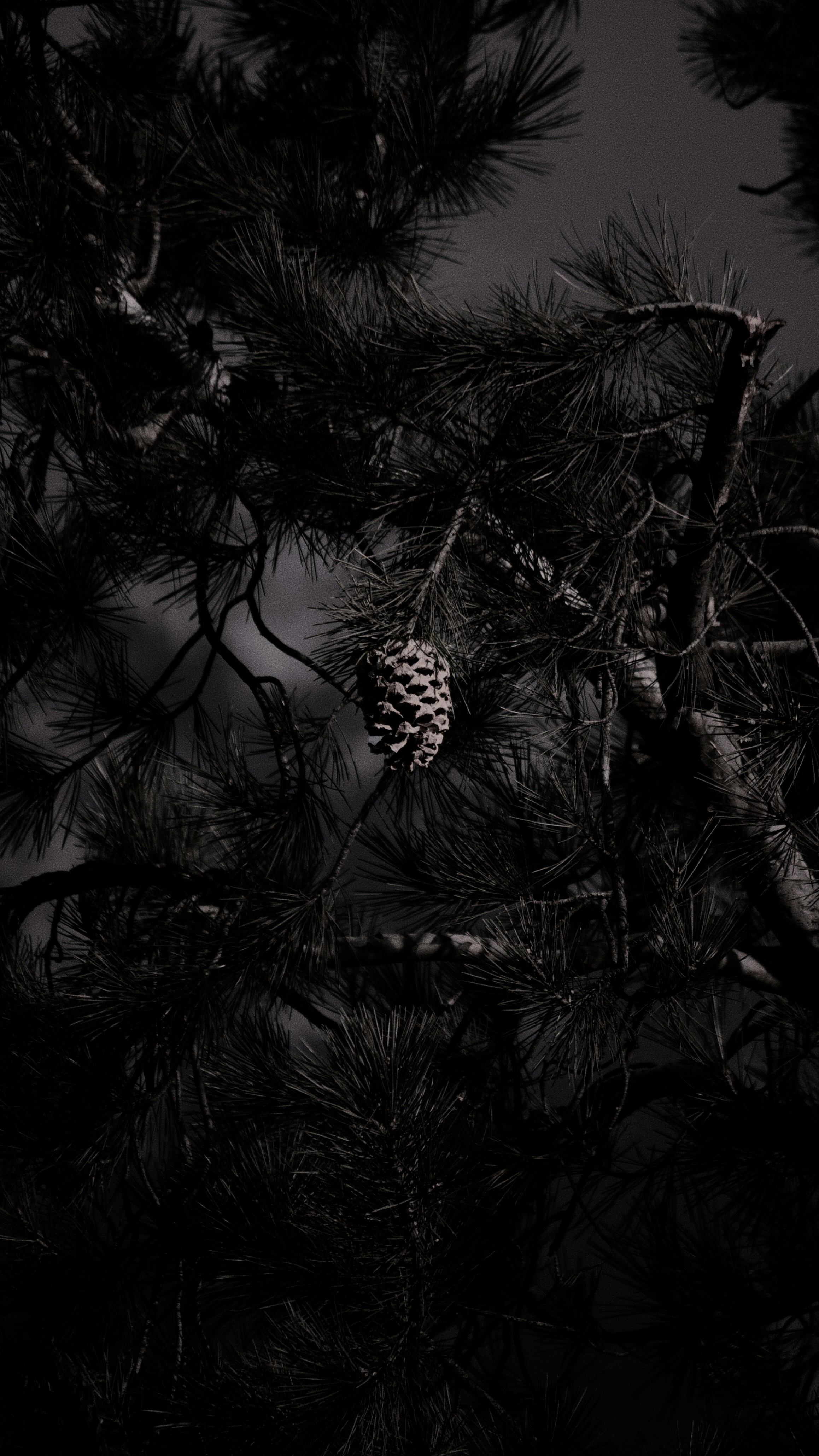 Moonlit Pinecone Among Shadowed Needles