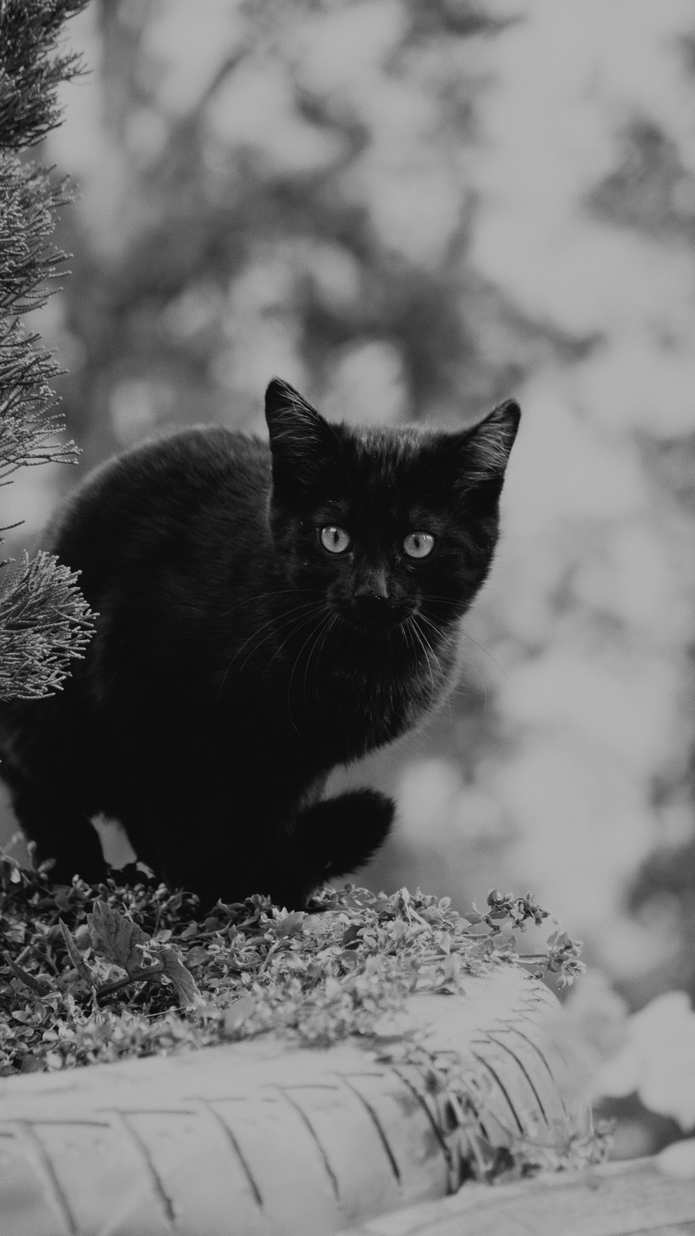 Midnight Prowl on Snow: A Black Cat's Quiet Gaze