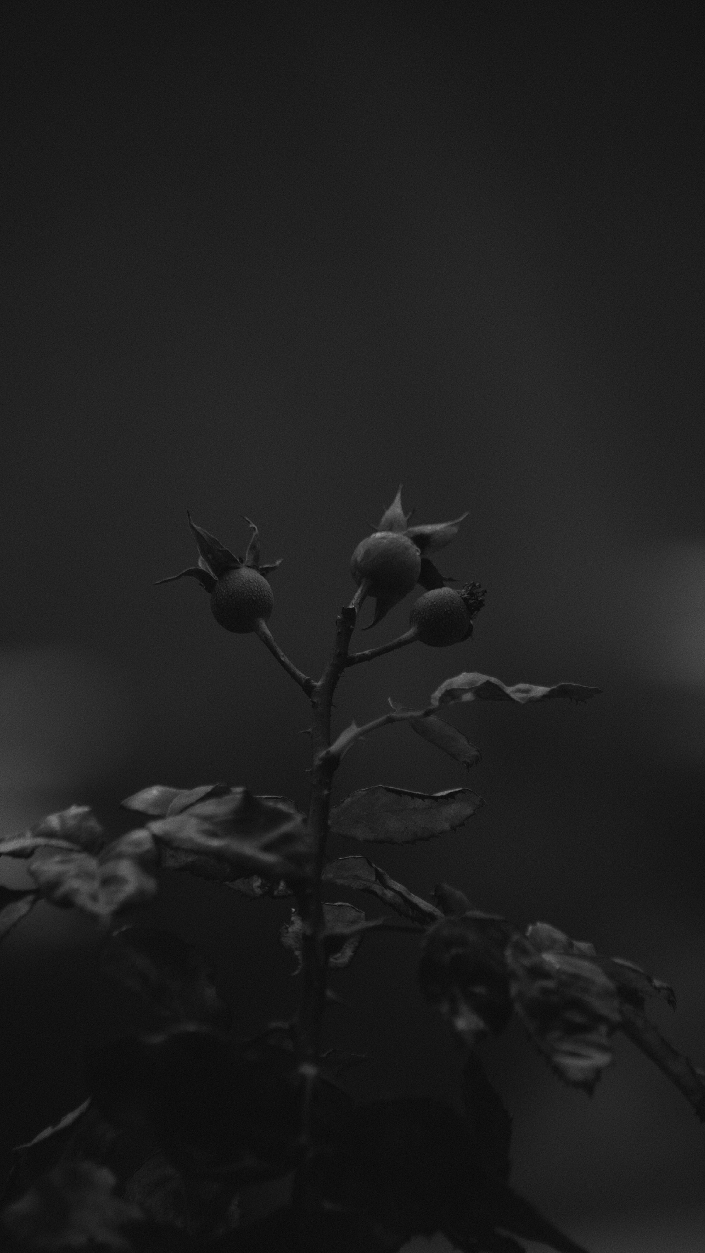 A delicate rosebud branch stands in monochrome, showcasing the beauty of simplicity against a blurred backdrop.