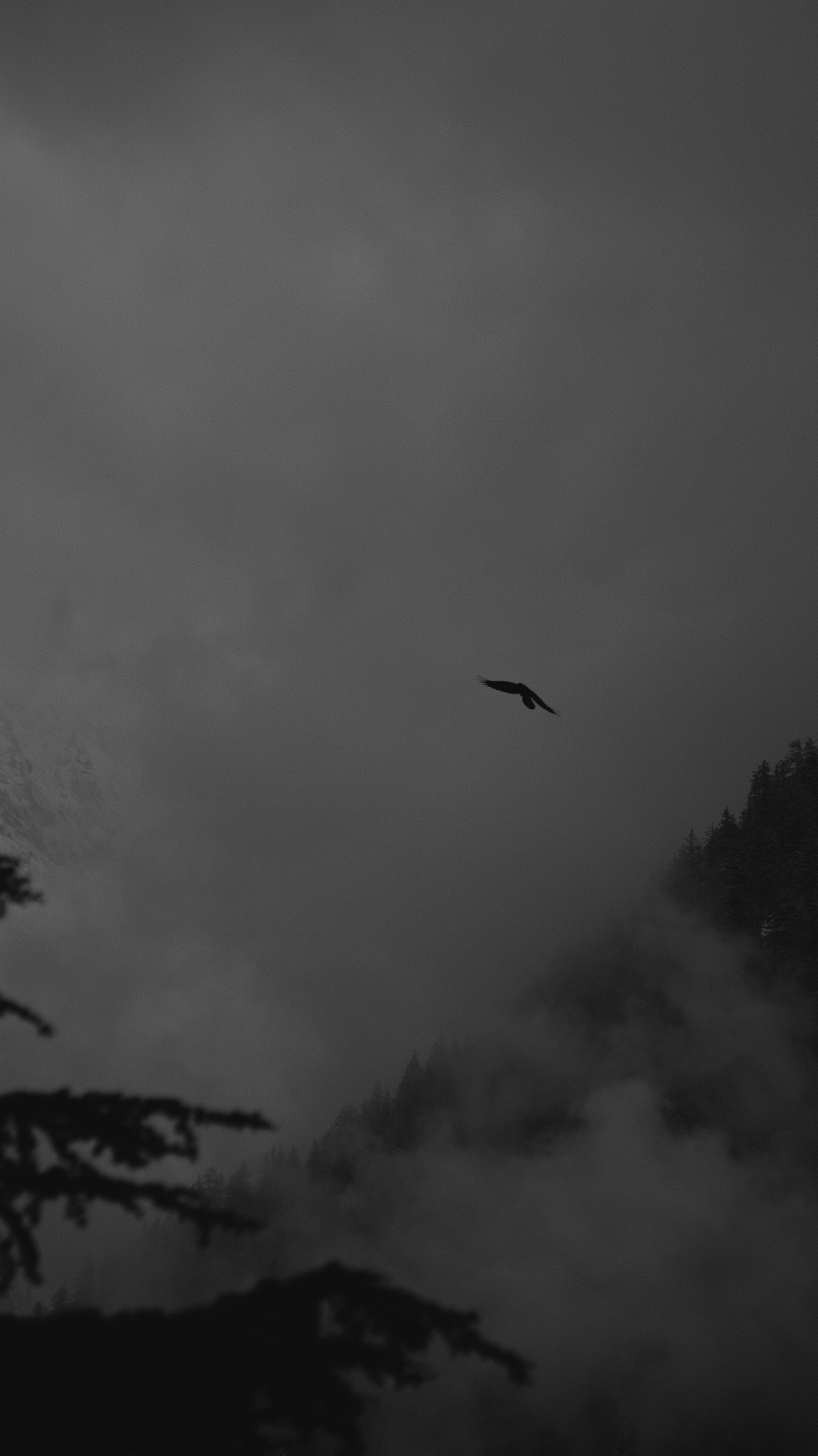 Glide Through the Veil: A Lone Bird Over Fog-Wrapped Ridges