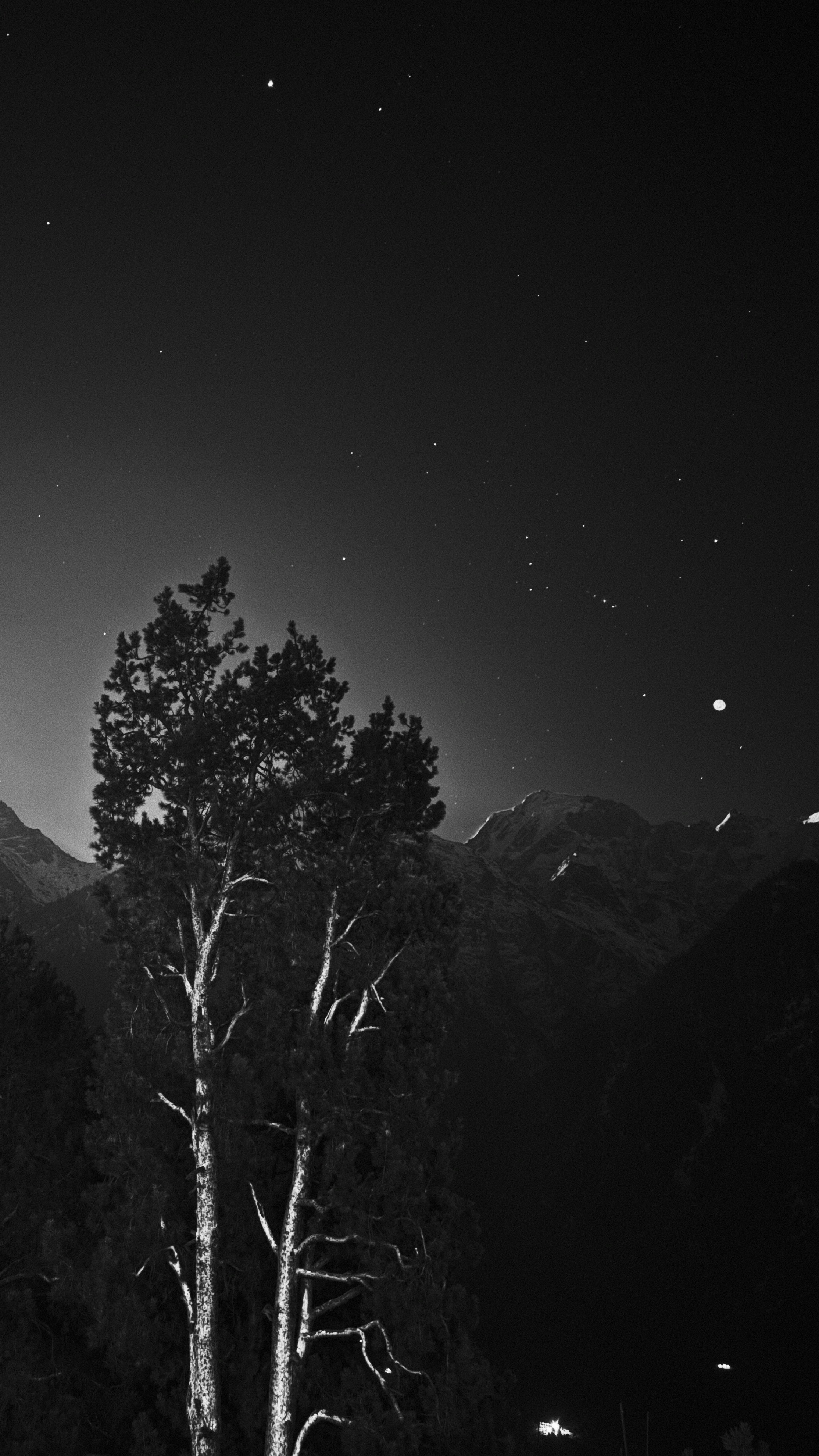 Alpine Pines Beneath a Quiet Starfield