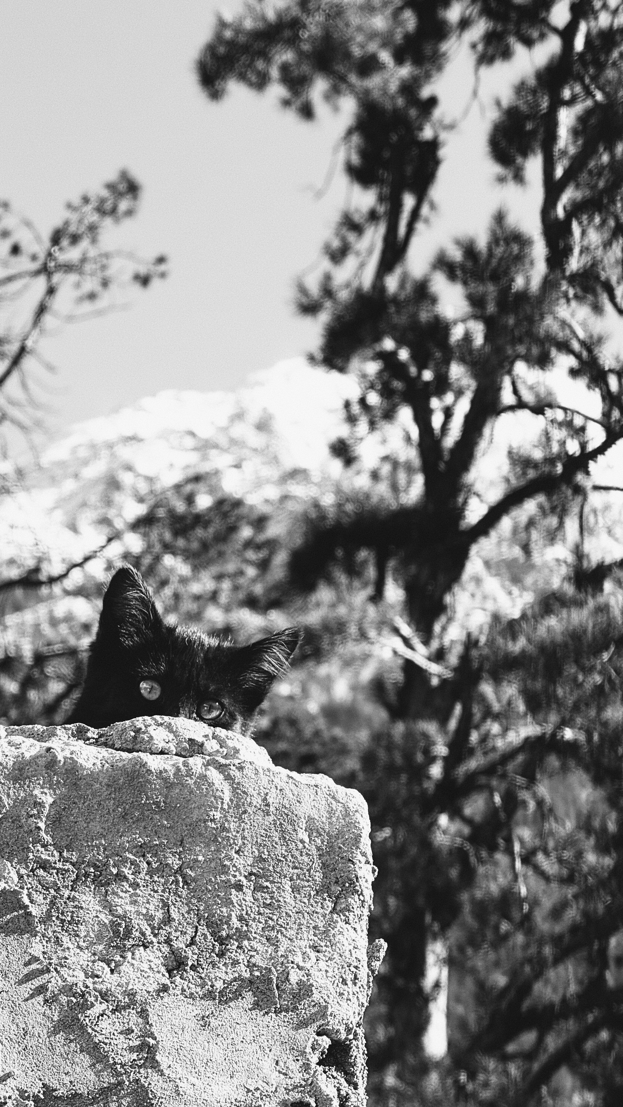 Hidden Gaze: A Black Cat Peeks Over Weathered Granite