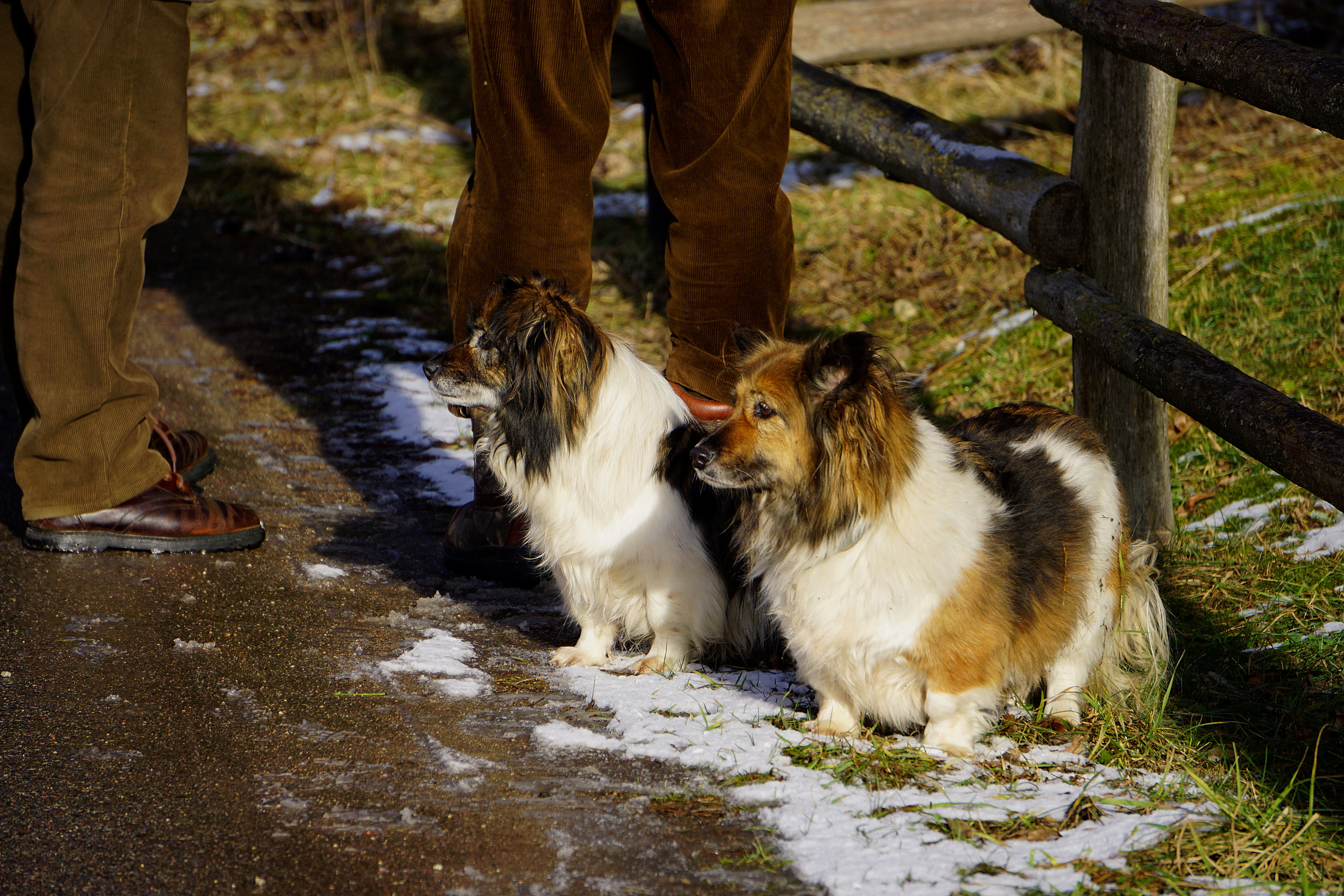 Two small dogs sit attentively on a snowy path beside a wooden fence.