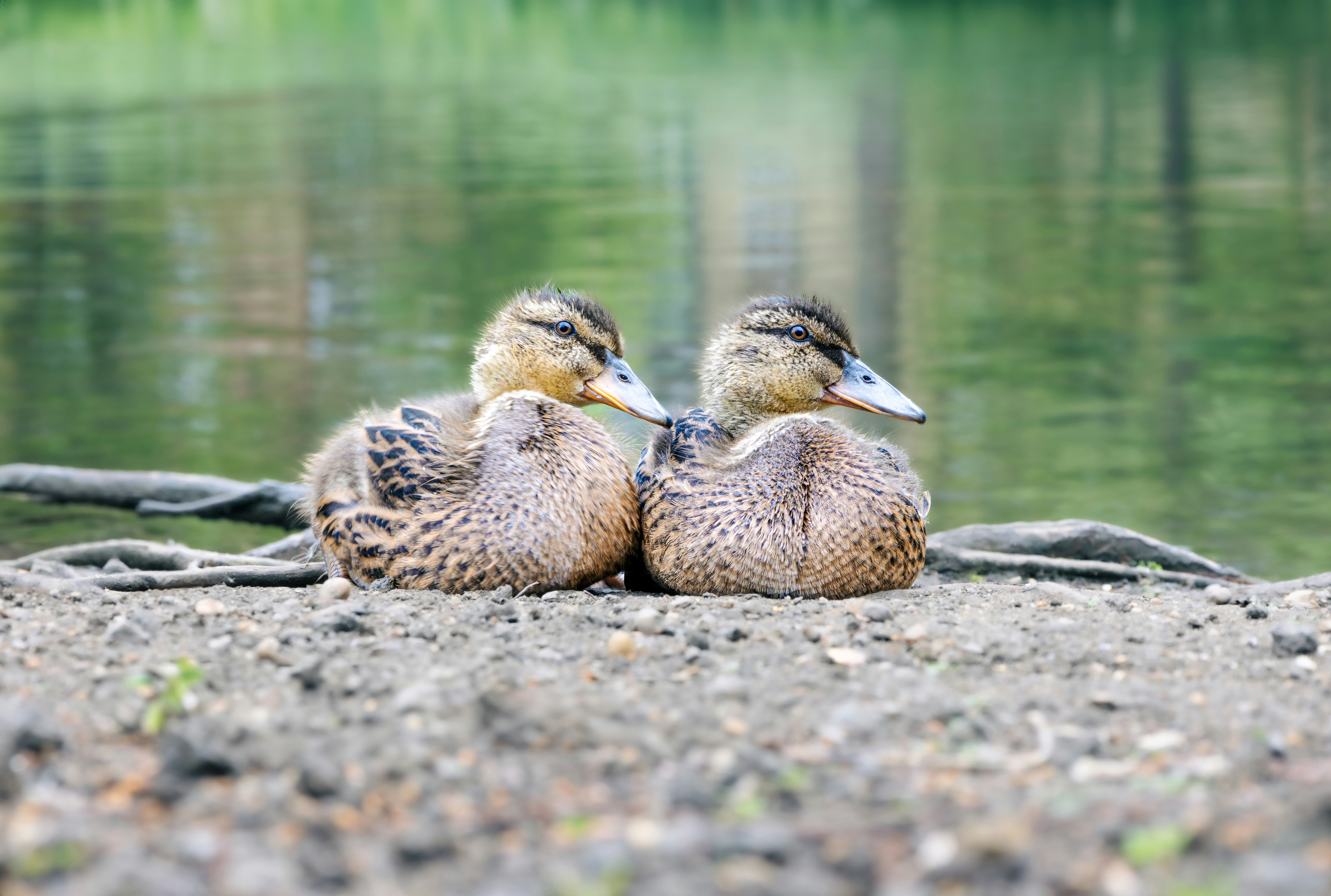 Matching Ducks Pictures | Download Free Images on Unsplash