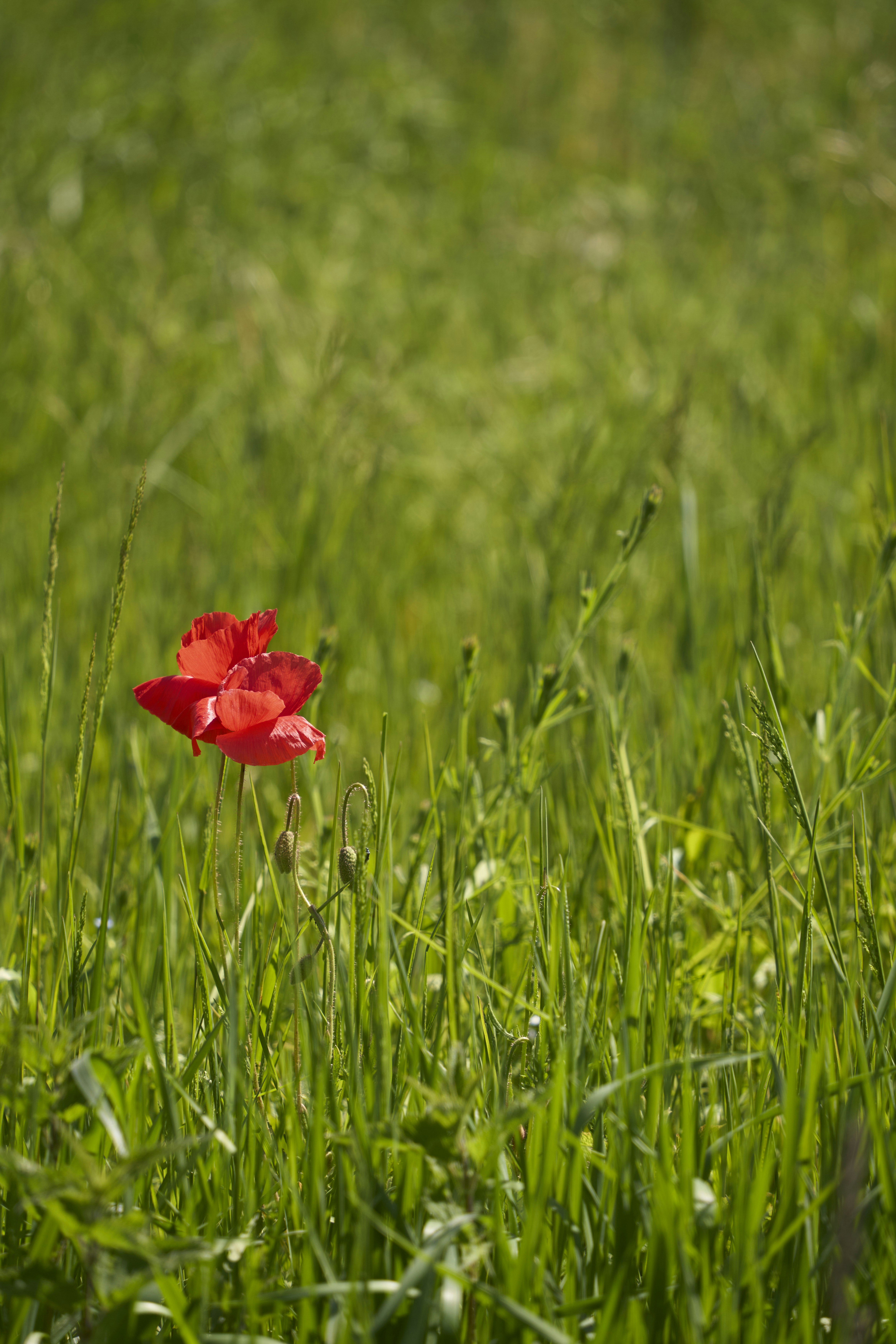 A single red flower in a grassy field photo – Free Grass Image on Unsplash
