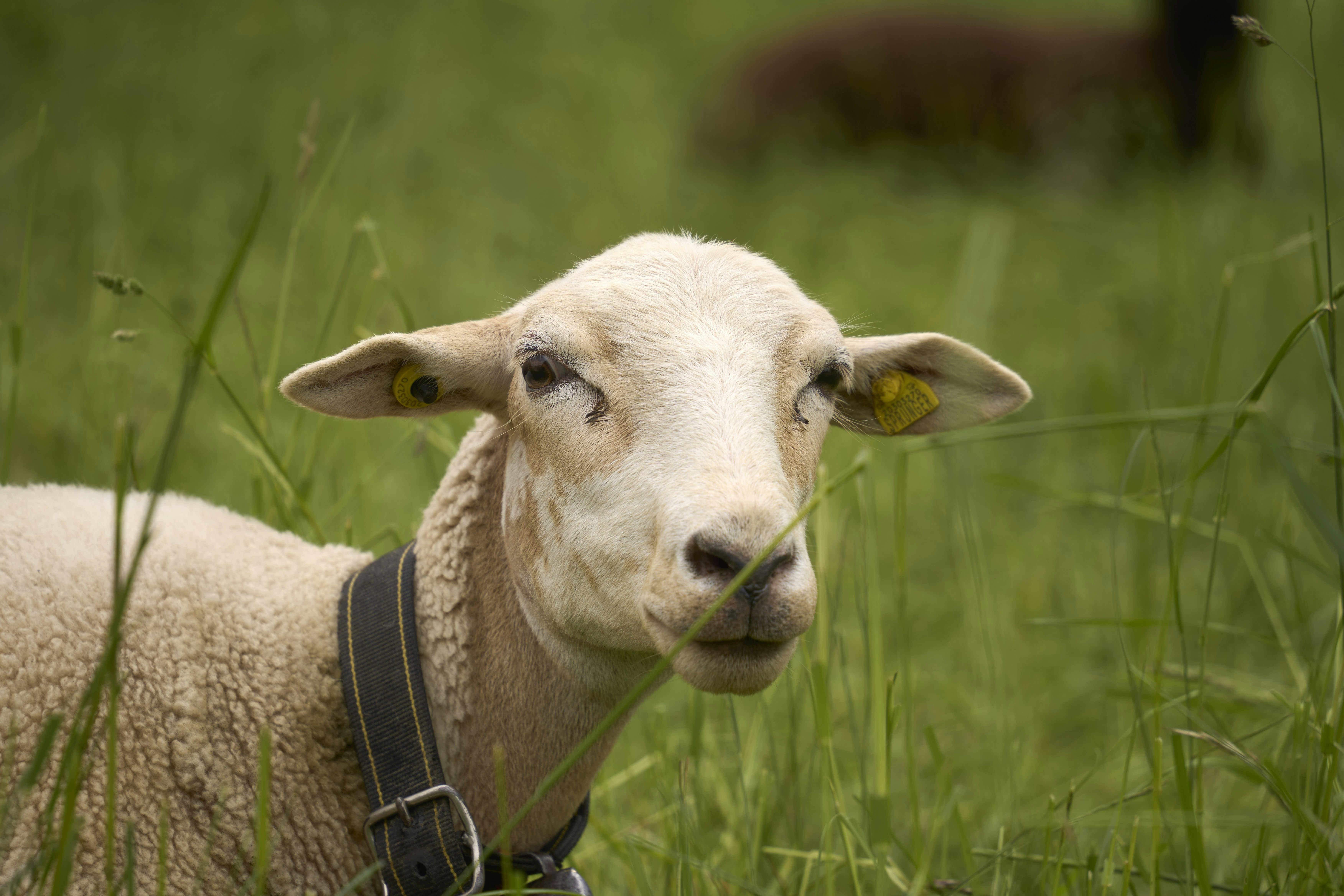 A close up of a sheep in a field of grass photo – Free Animal Image on ...