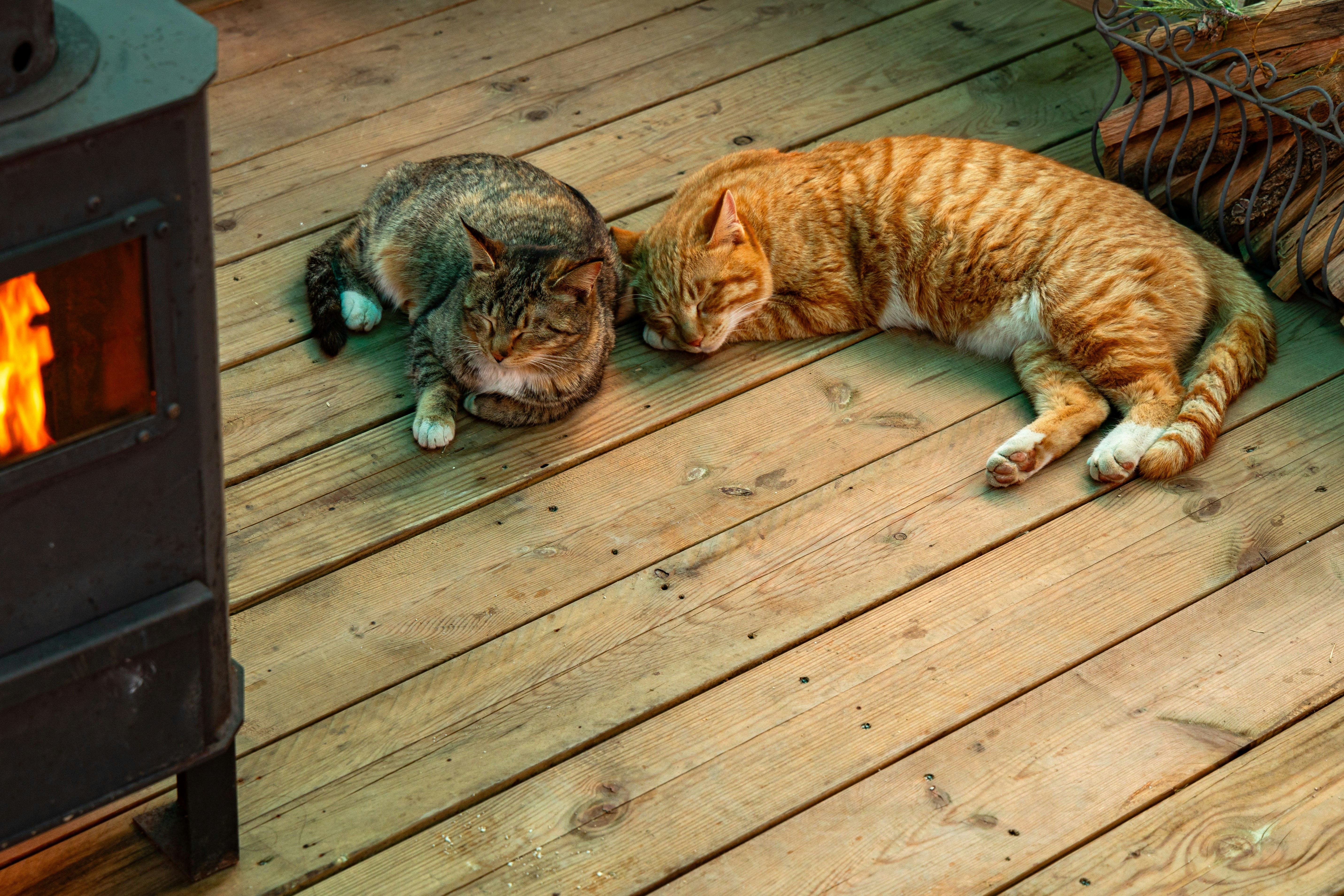Shared Repose by the Warm Stove on Wooden Deck