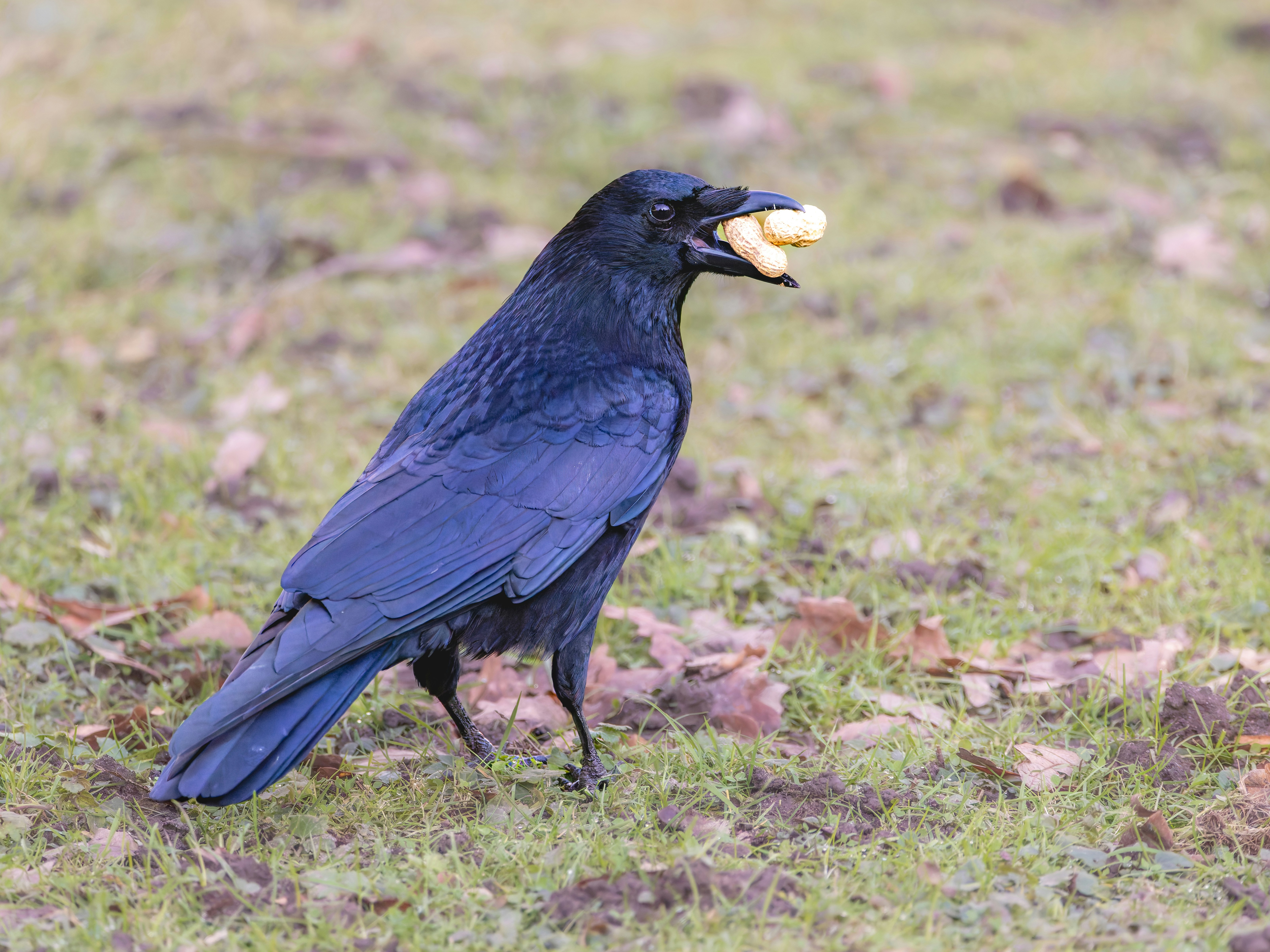 Crumb Hunter: Crow with Snack on Patchy Grass