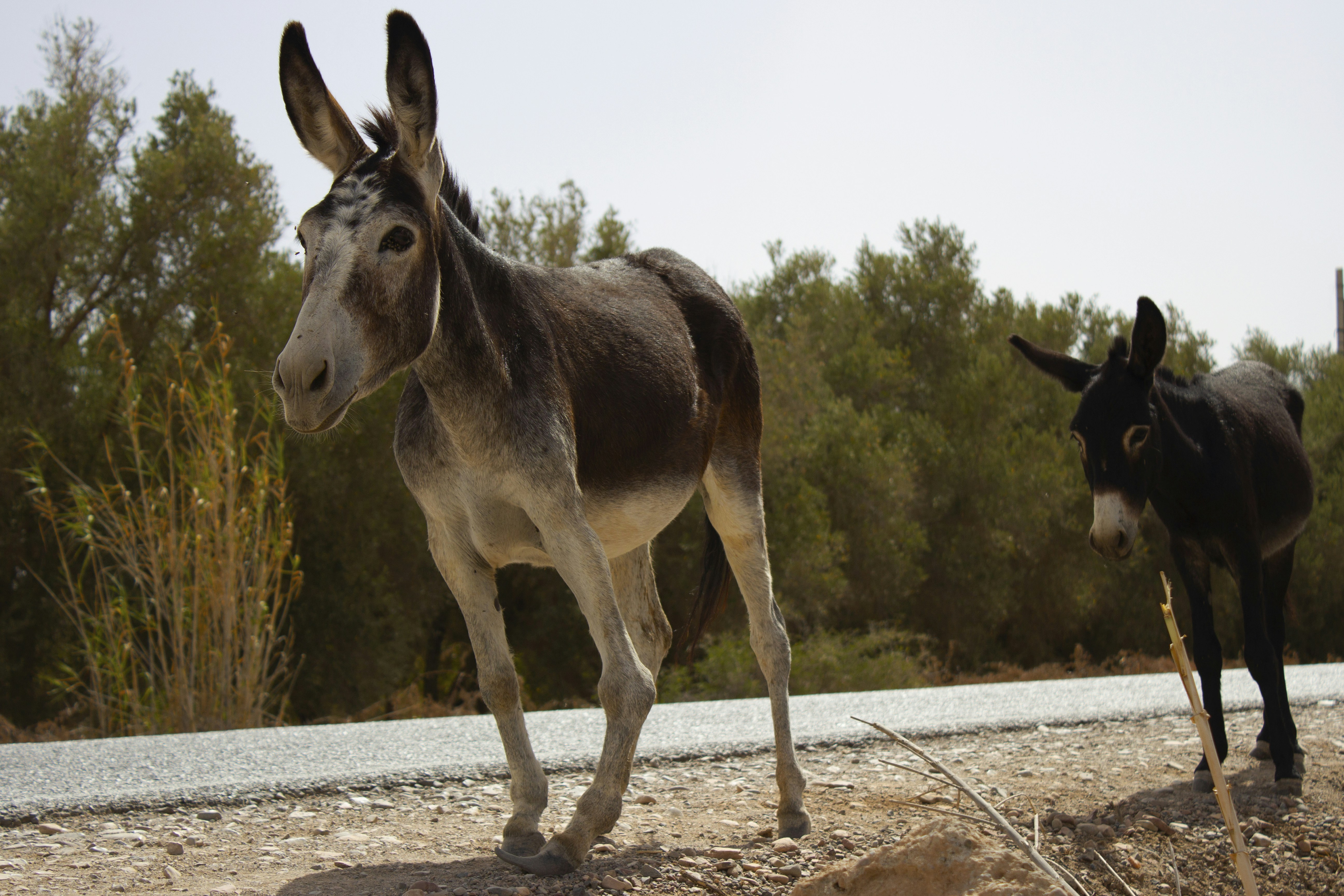 Donkeys living on the streets of Morocco.