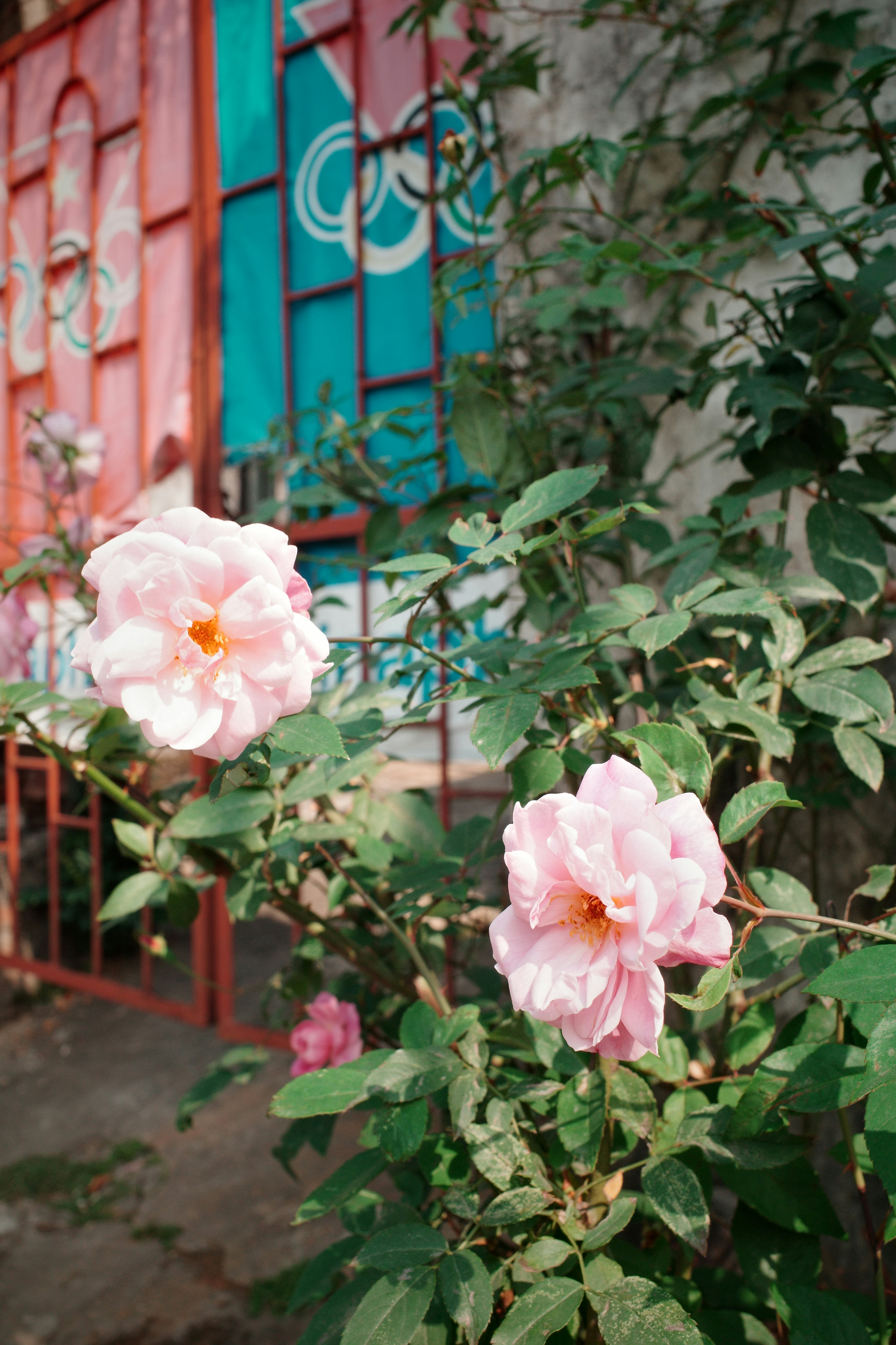 Blush Roses Framed by a Painted Gate and Ivy