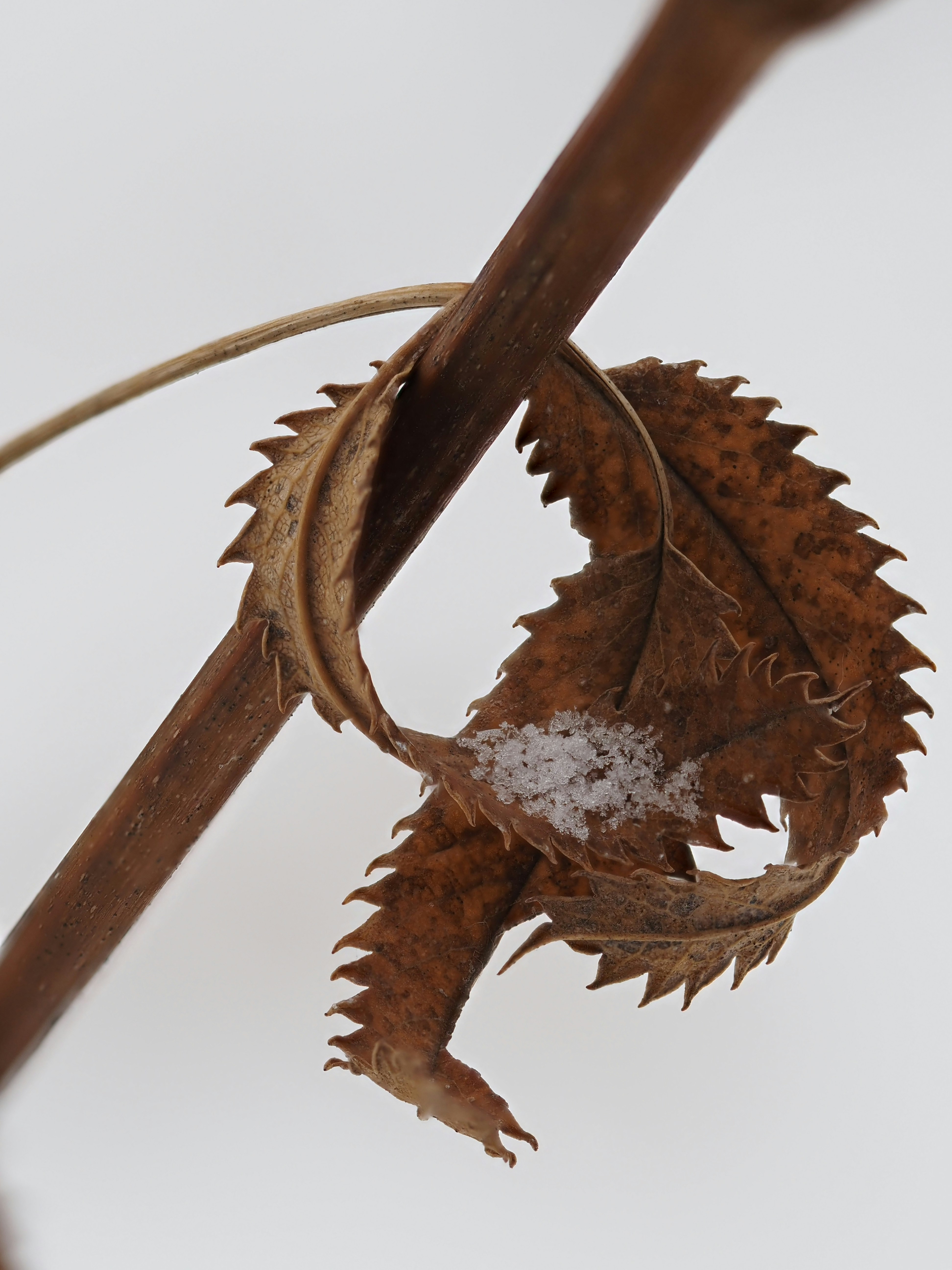 Twisted Dried Leaves Embrace a Snow-Kissed Stem