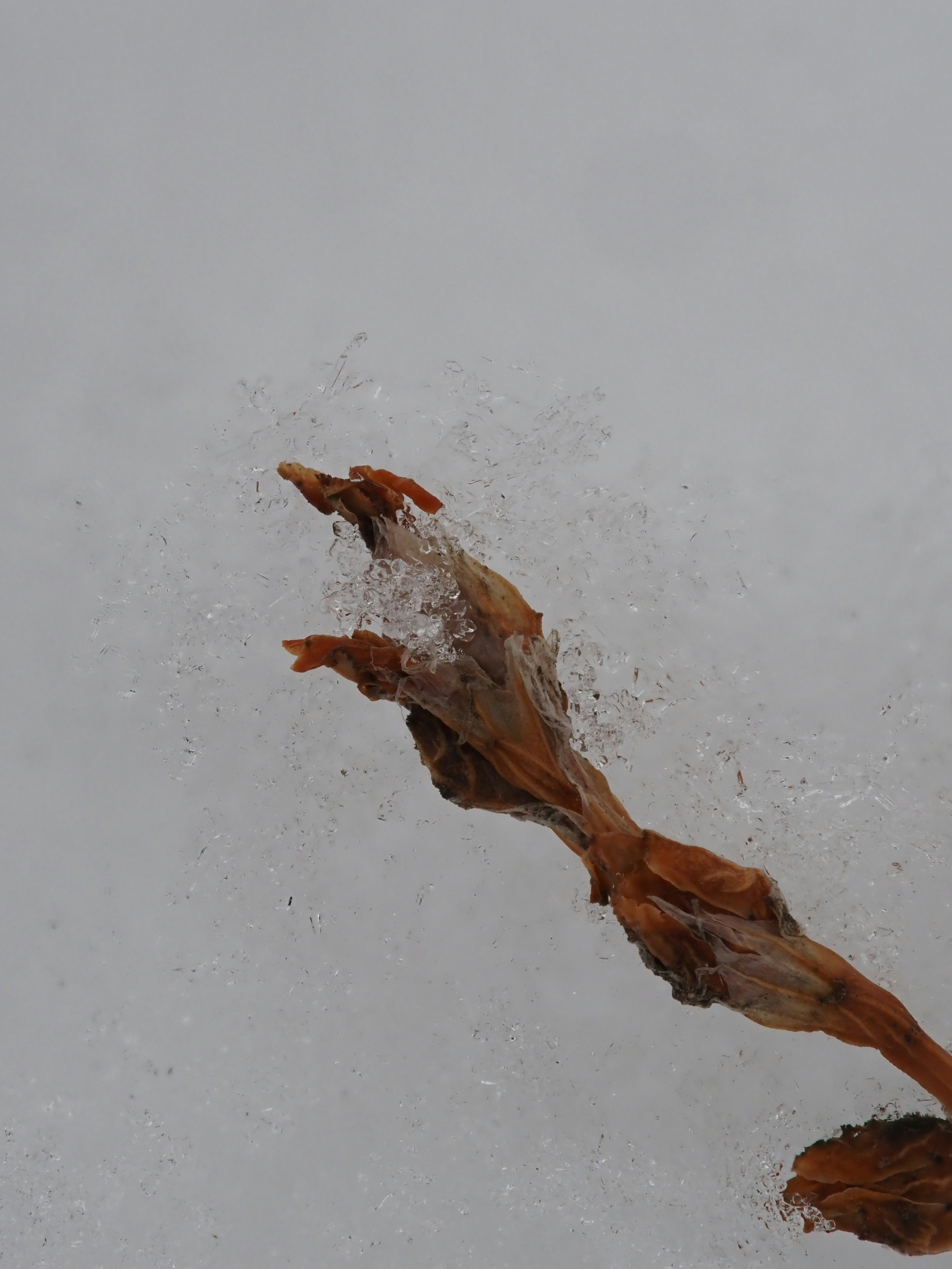 Diagonal Dried Leaf Encased in Crystal Snow