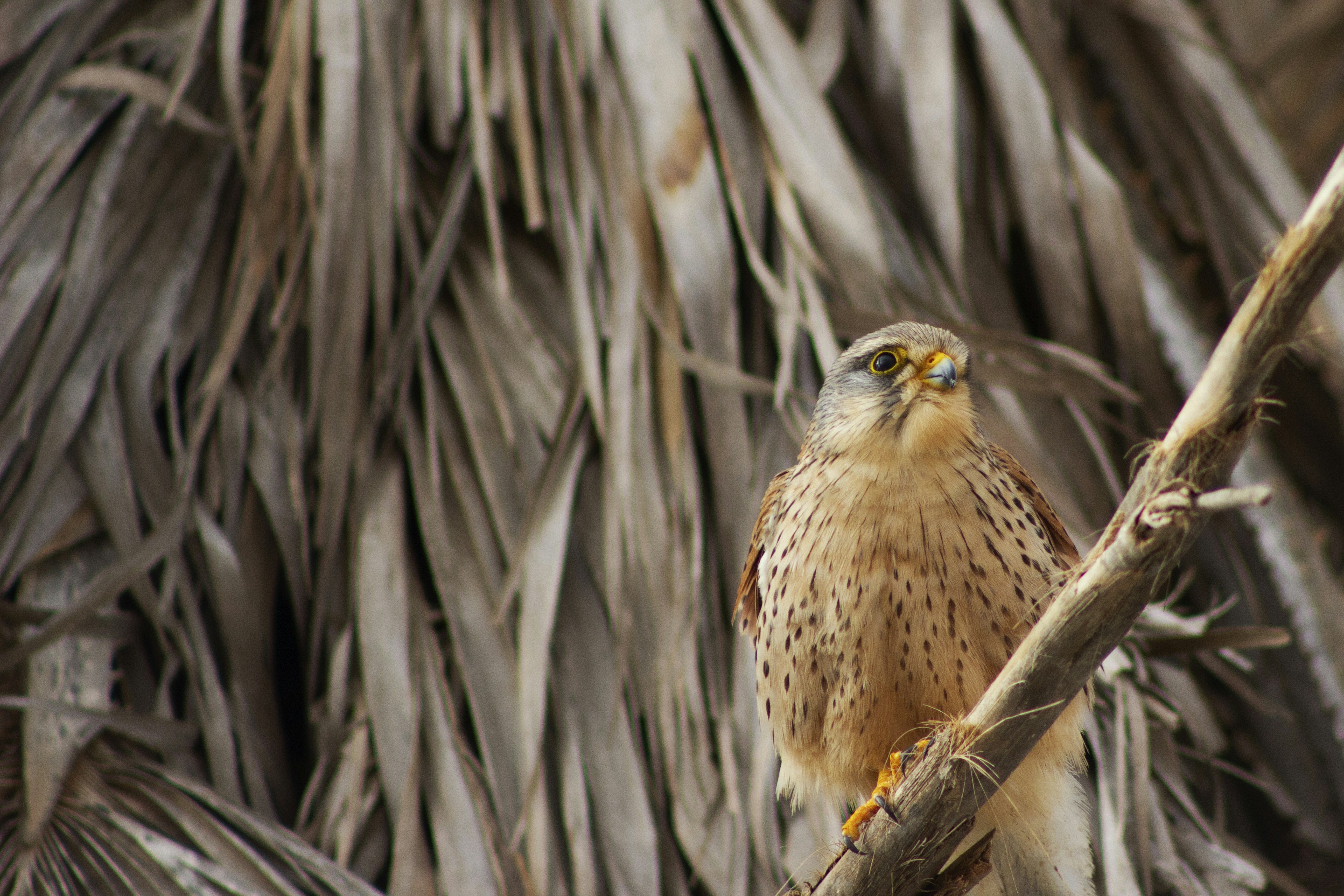 Watchful Kestrel Amid Frayed Palm Fronds