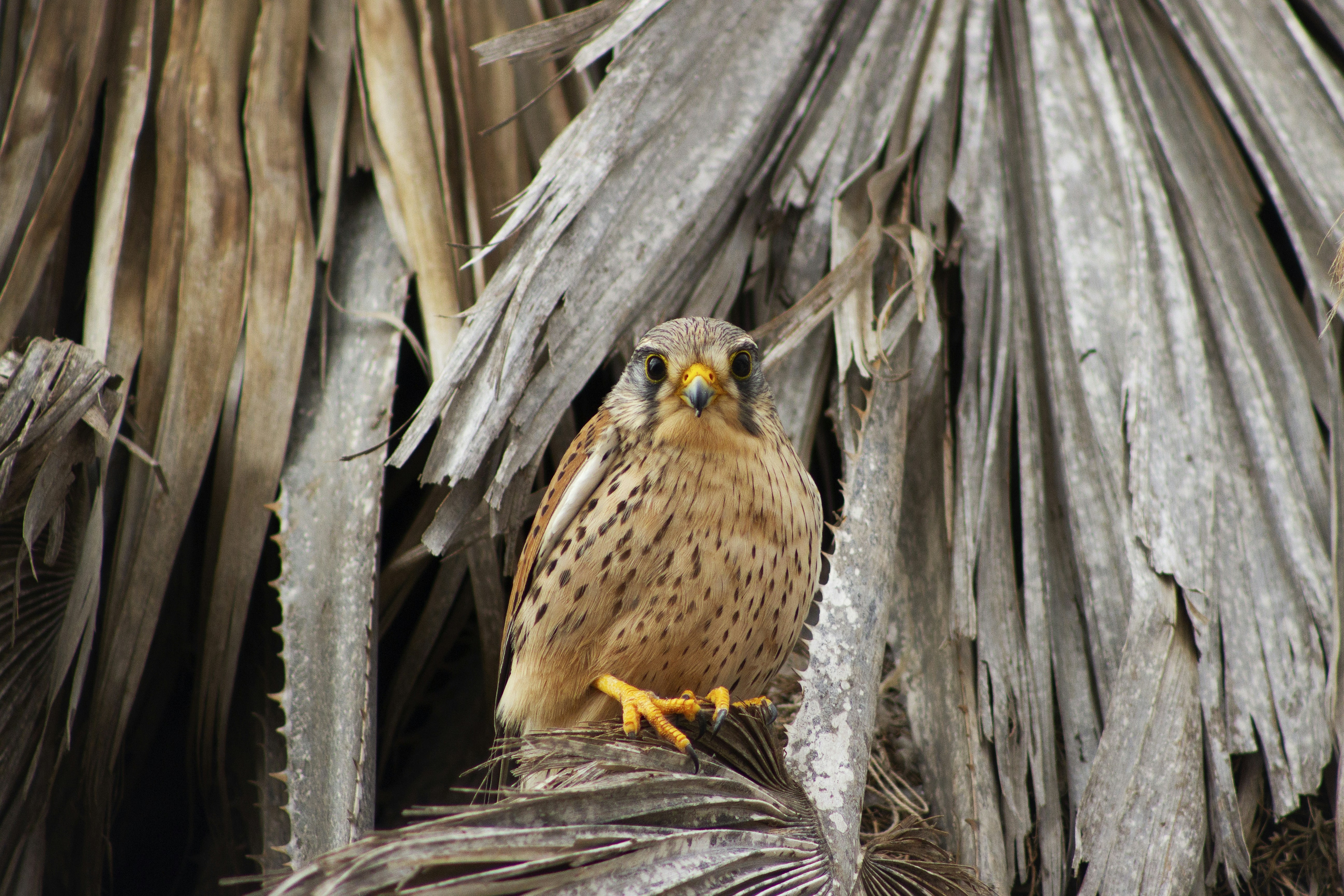 Palm-Perched Kestrel: Intent gaze amid weathered fronds