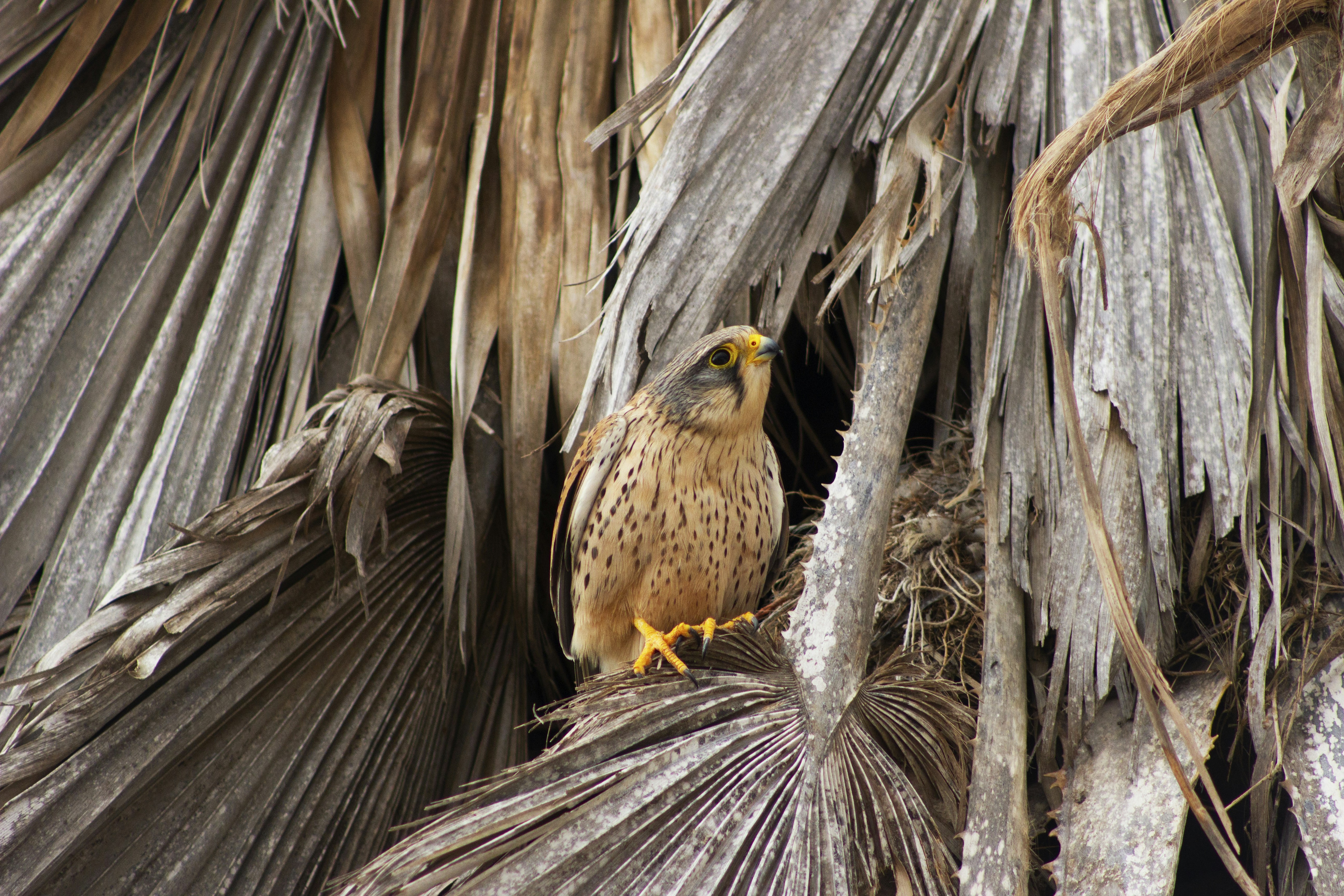 Palm Frond Sentinel: A Speckled Falcon Perched Among Weathered Leaves