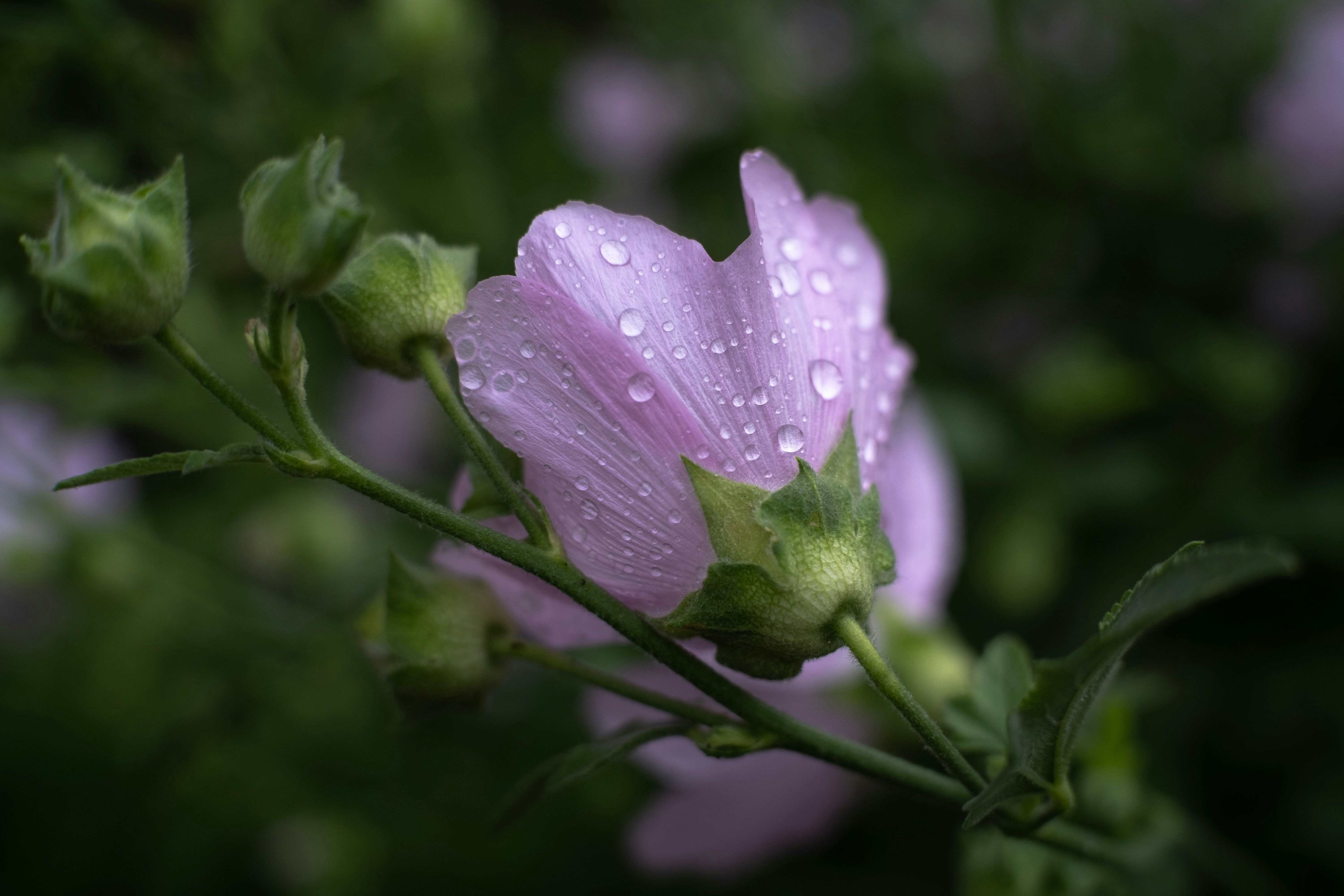 Lavender flower with raindrops glistening on its petals against a blurred green backdrop.