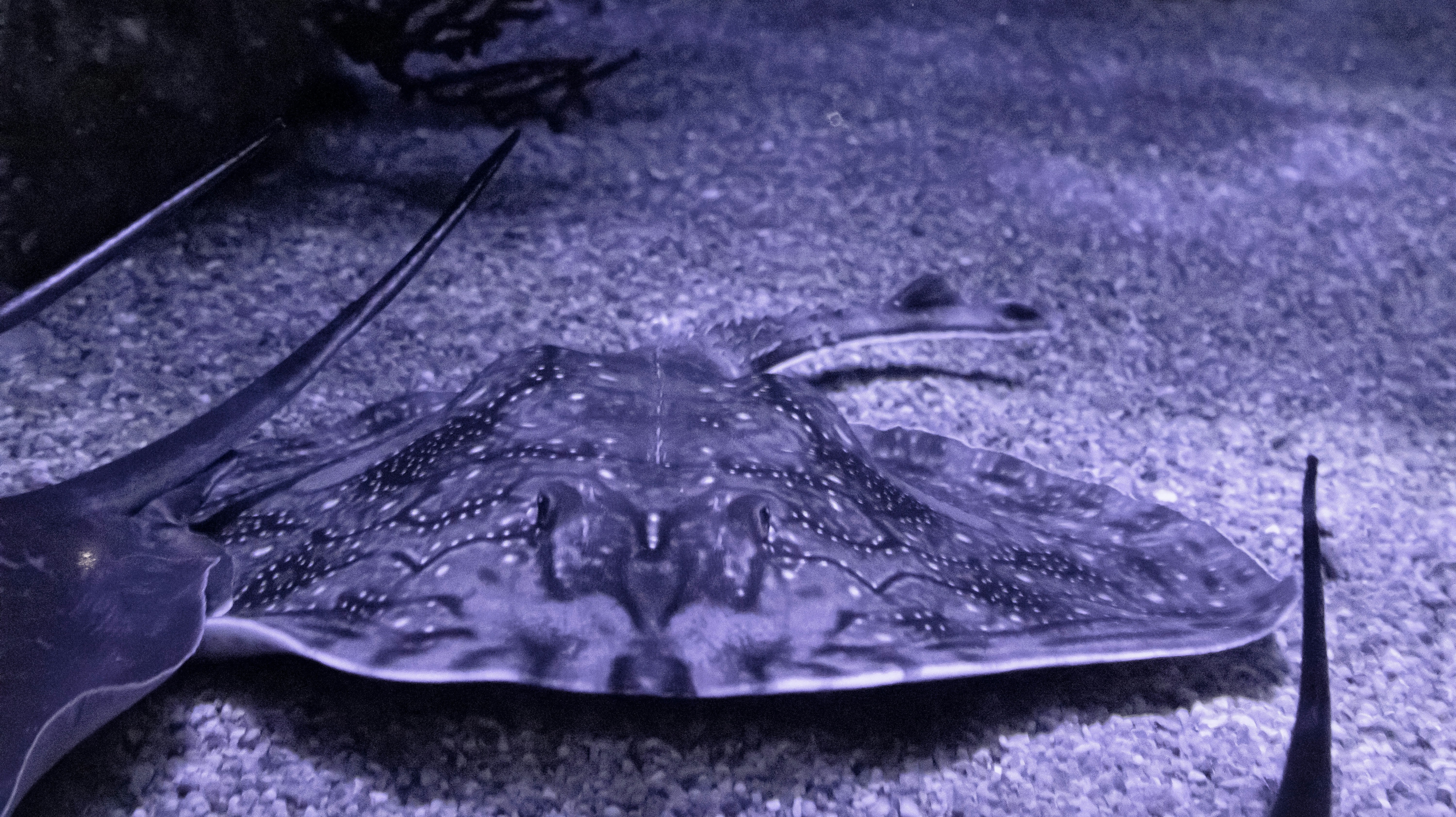 Night-Blue Sentinel: Manta Ray Glides Across the Sandbed